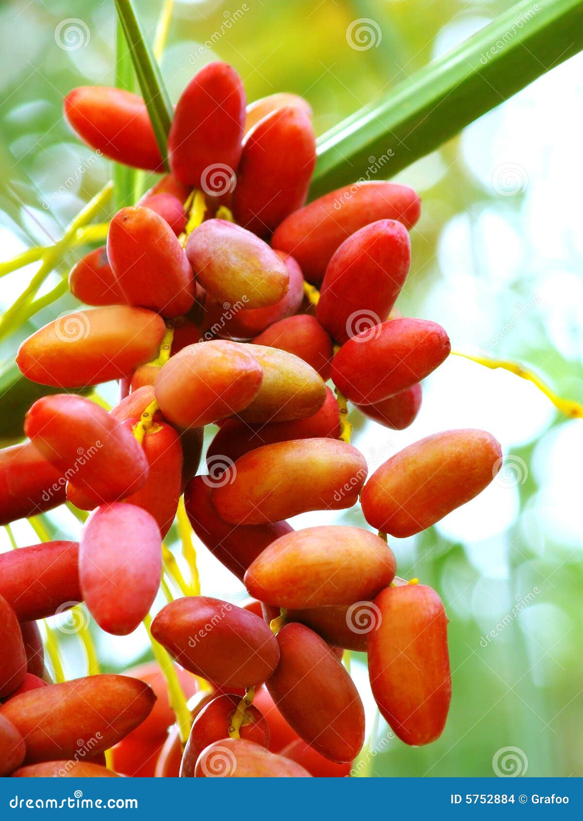 Closeup of Delicious Red Dates Stock Photo - Image of healthy, natural ...