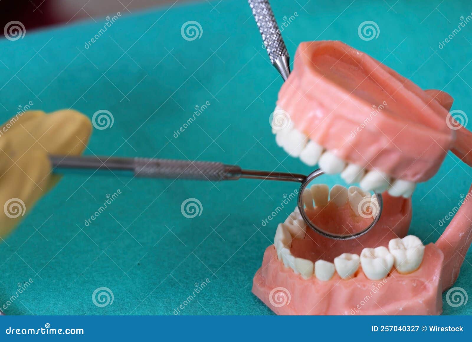 Closeup of a Dentist Practicing on a Model of Prosthetic Teeth with ...