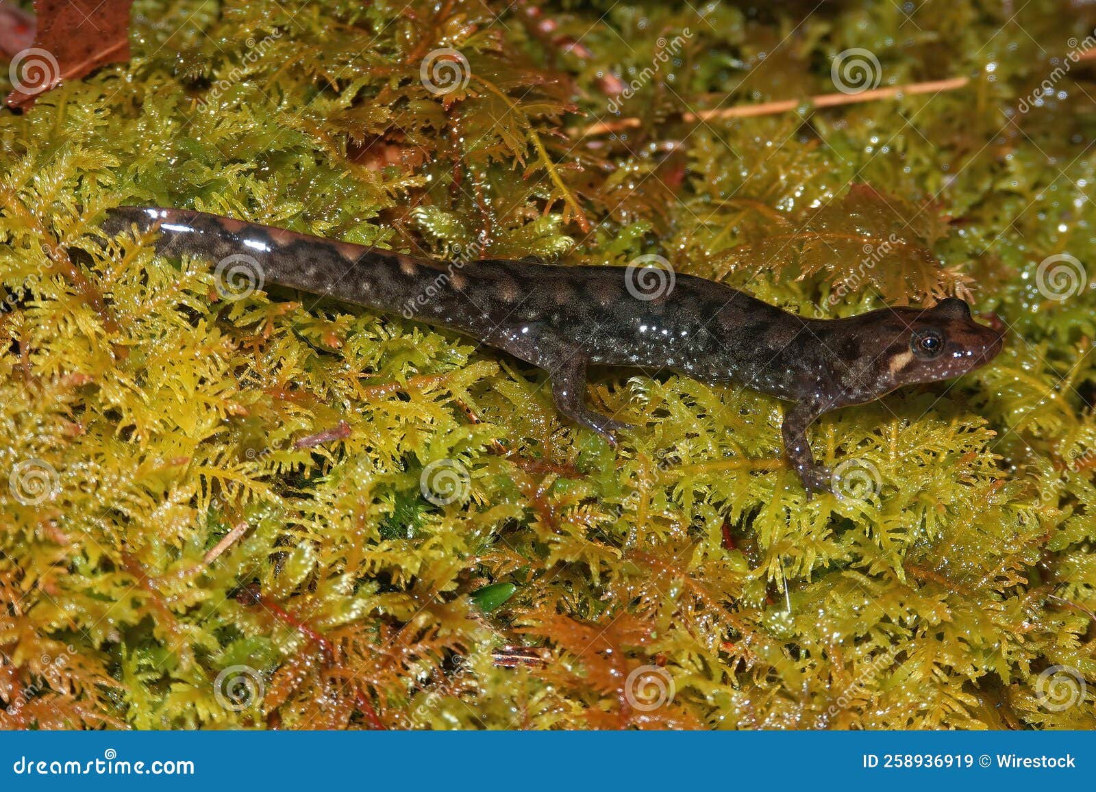Closeup of Desmognathus Monticola Perching on Plants Stock Image - Image of skin, detail: 258936919