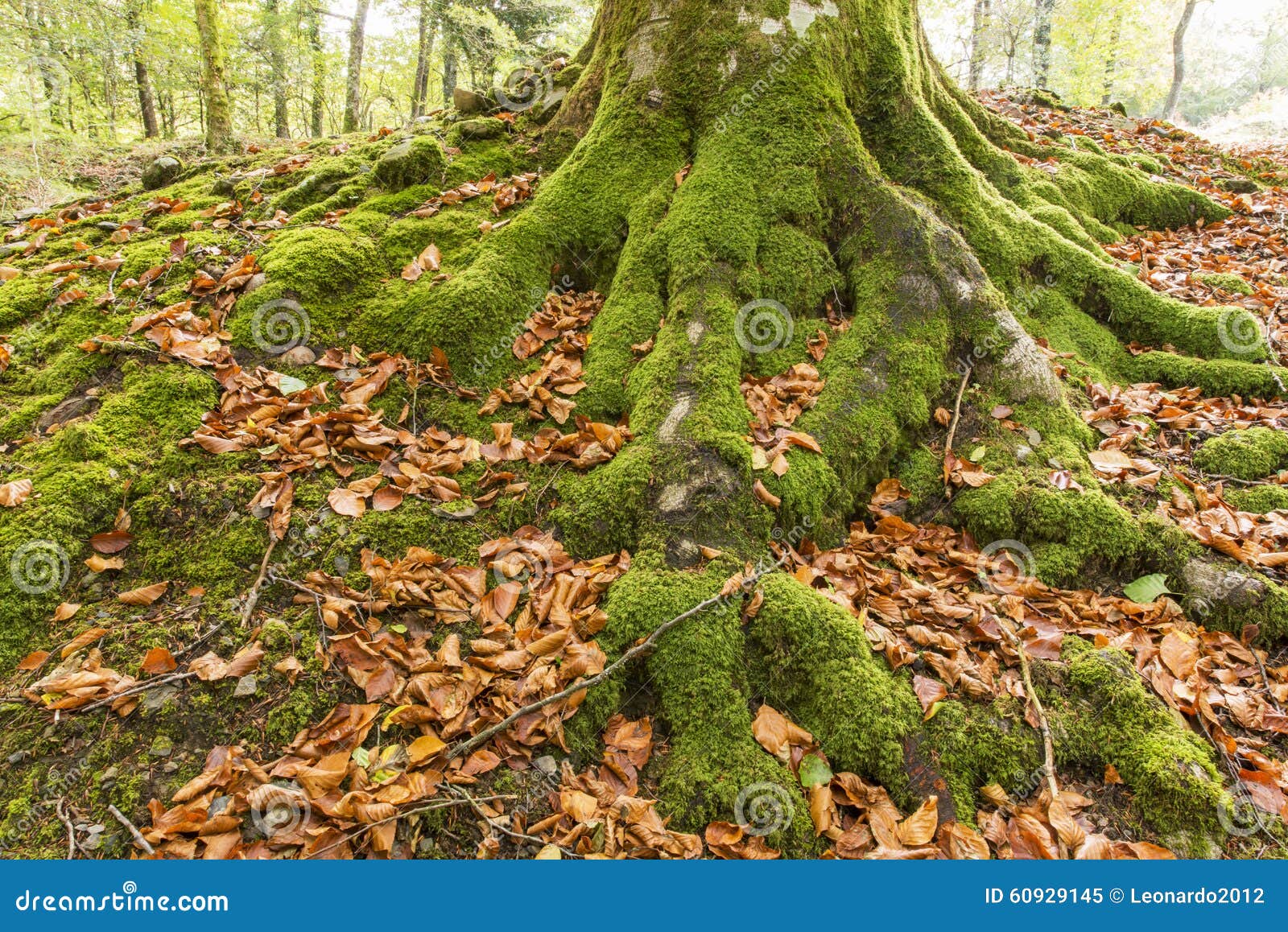 Closeup Detail of Moos and Tree Roots in the Forest. Stock Image ...