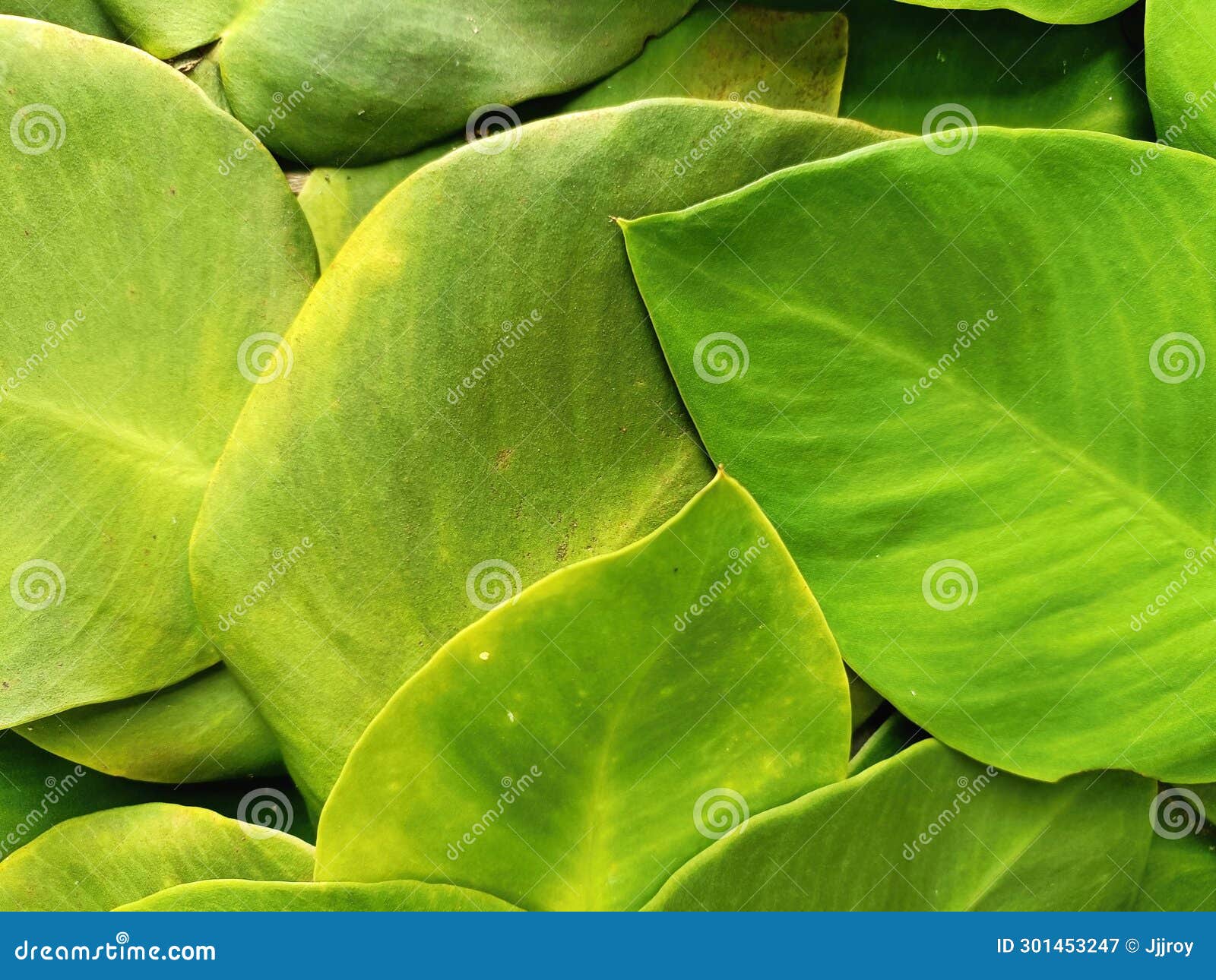 Closeup Detail of Pile of Overlapping Tropical Leaves Stock Image ...