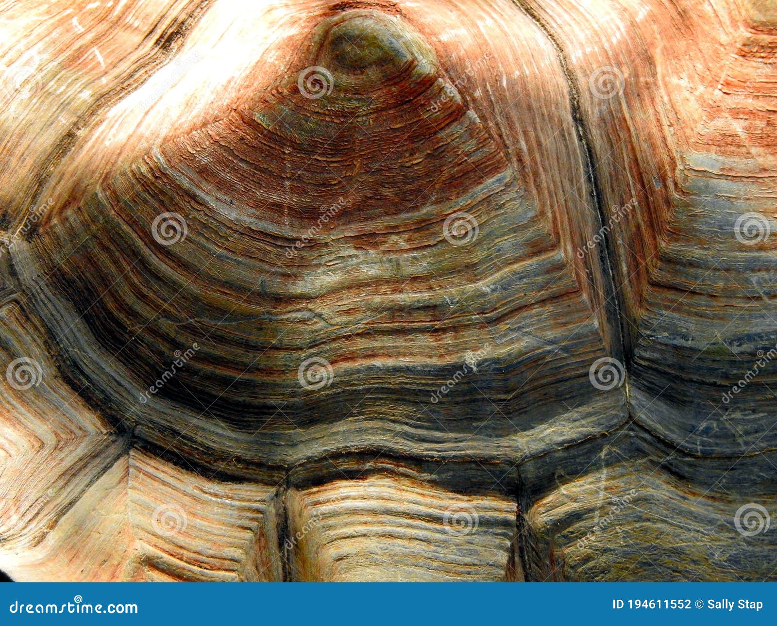 Galapagos Tortoise shell stock photo. Image of galapagos - 194611552