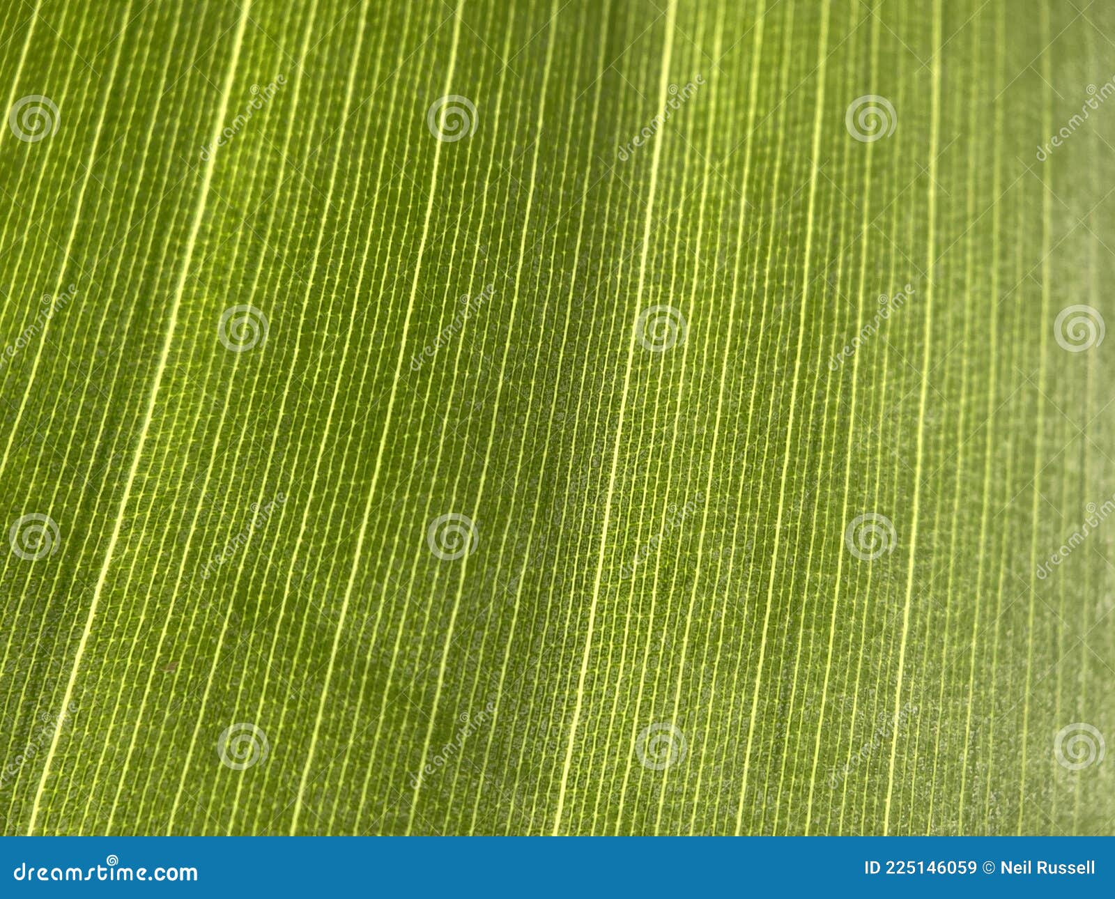 Fine Leaf Line Details stock image. Image of leaf, green - 225146059