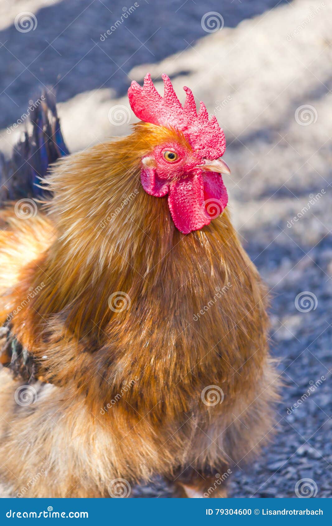 Closeup with Details of a Rooster Face Stock Photo - Image of closeup ...