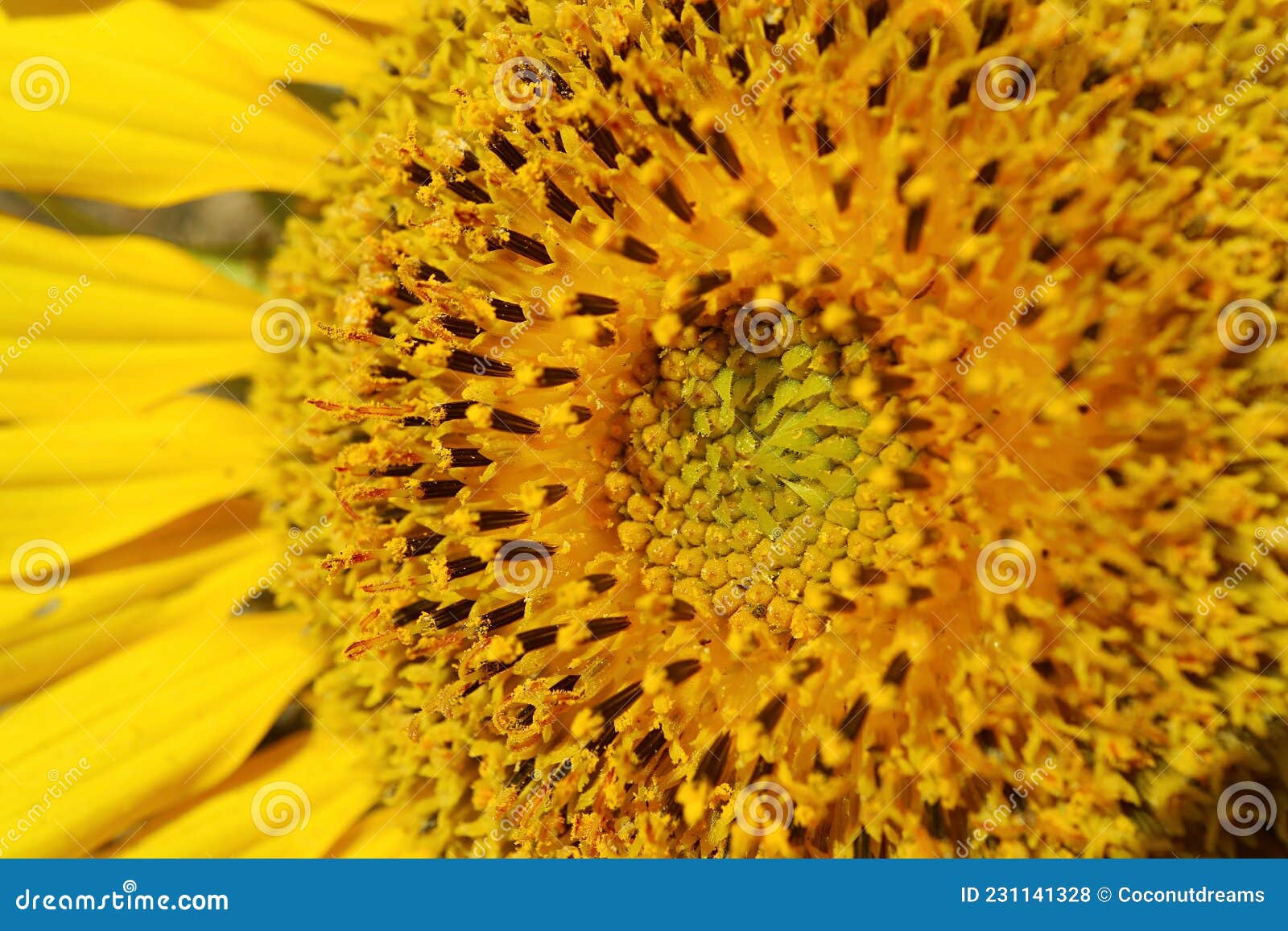 Closeup Details and Texture of Sunflower`s Disc Florets Stock Photo ...
