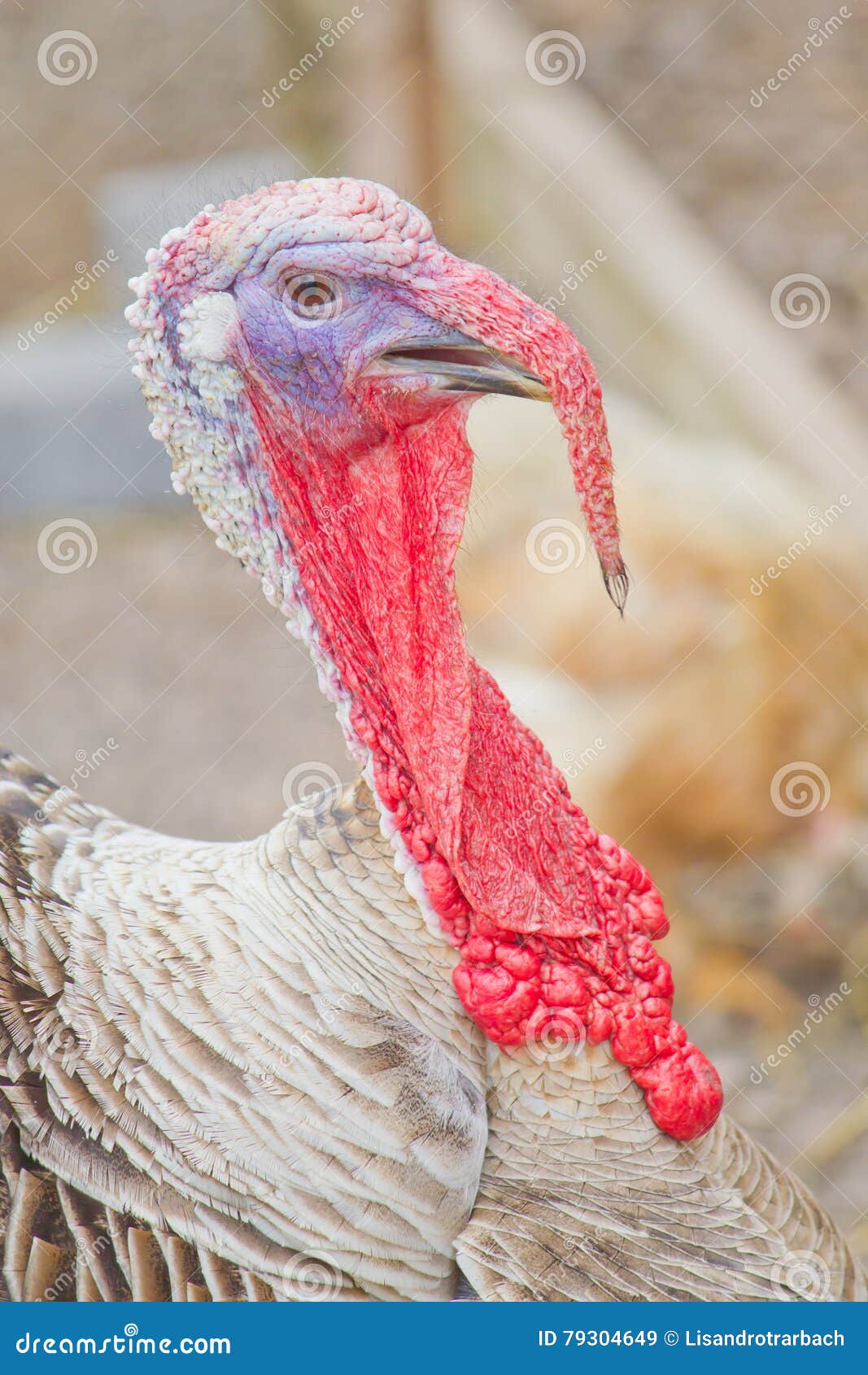 Closeup with Details of a Turkey Face Stock Image - Image of eyes ...