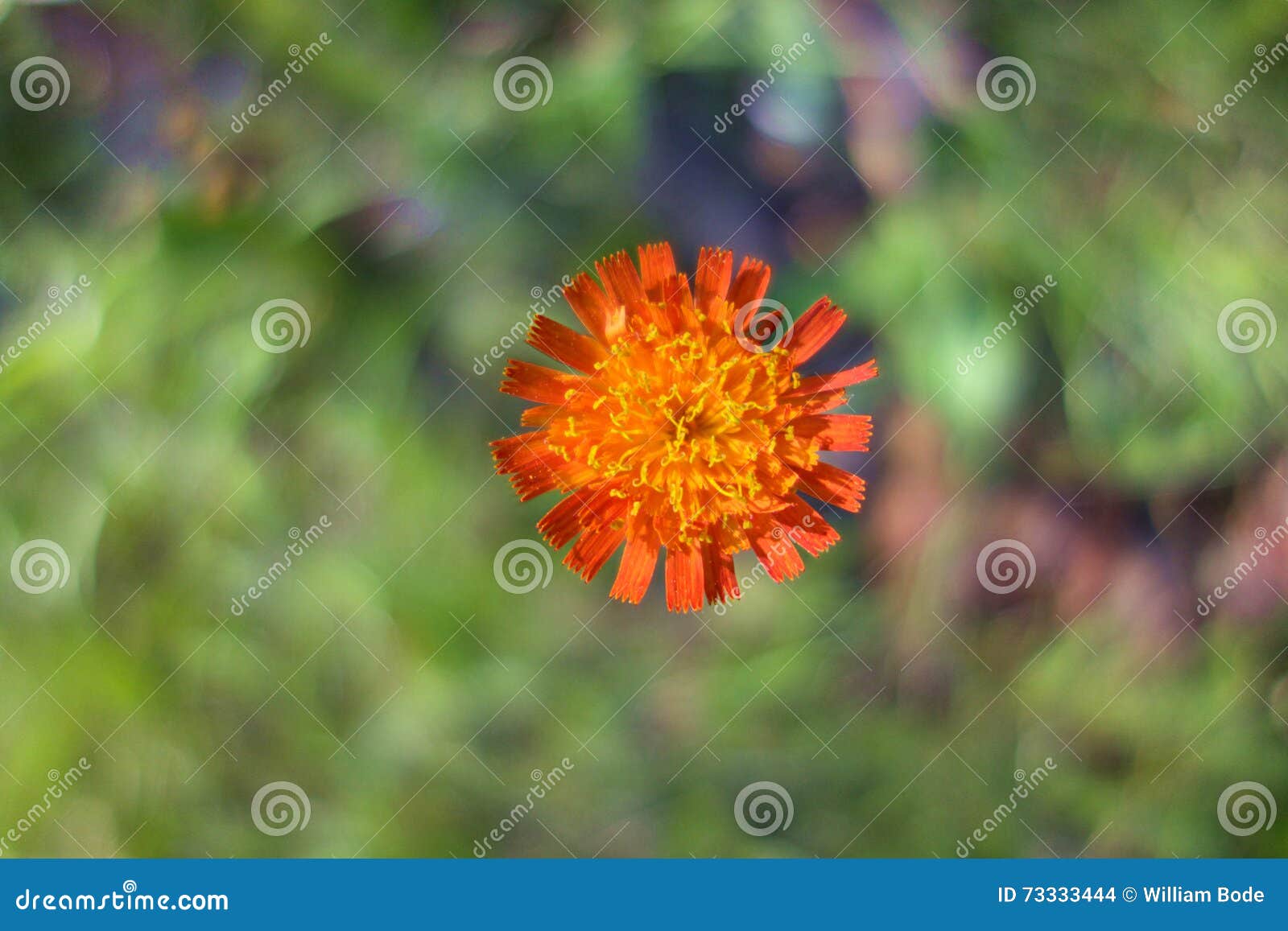 Closeup Devil S Paintbrush Blur Stock Photo - Image of aurantiacum ...