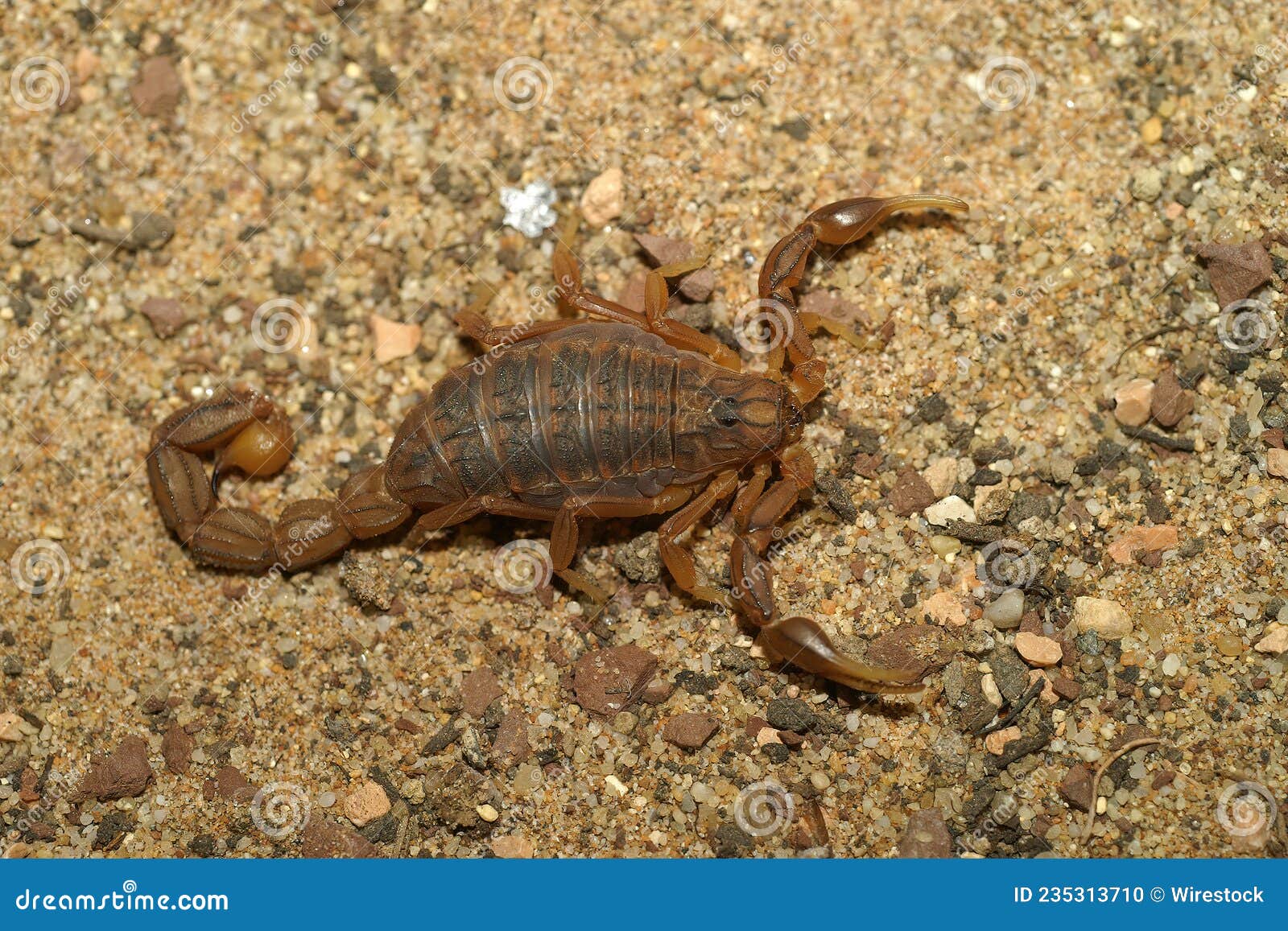 Closeup on the Devil S or Stripe-tailed Scorpion, Hoffmannius Spi Stock ...