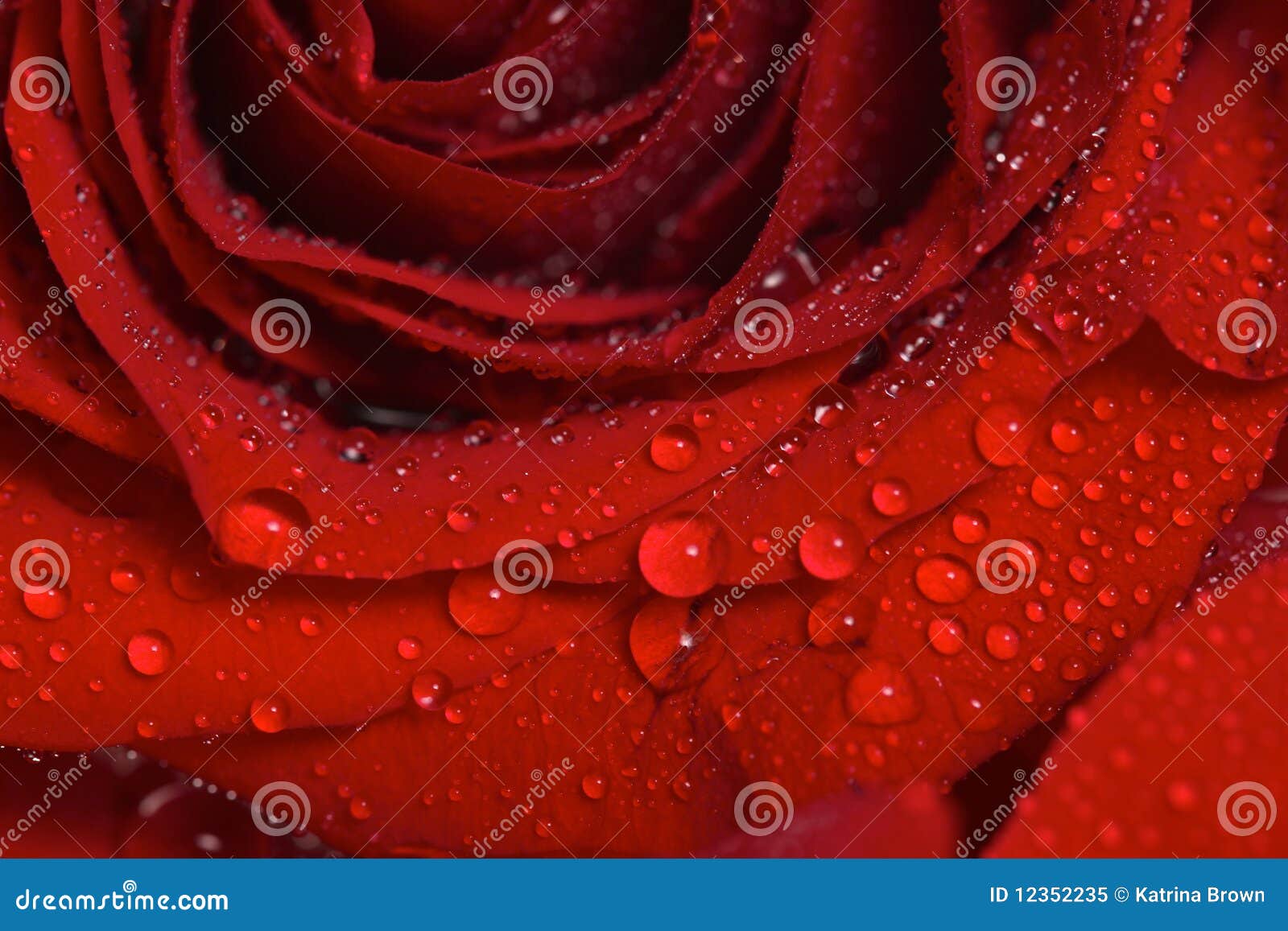Closeup of Dew Drops on a Beautiful Red Rose Stock Image - Image of ...