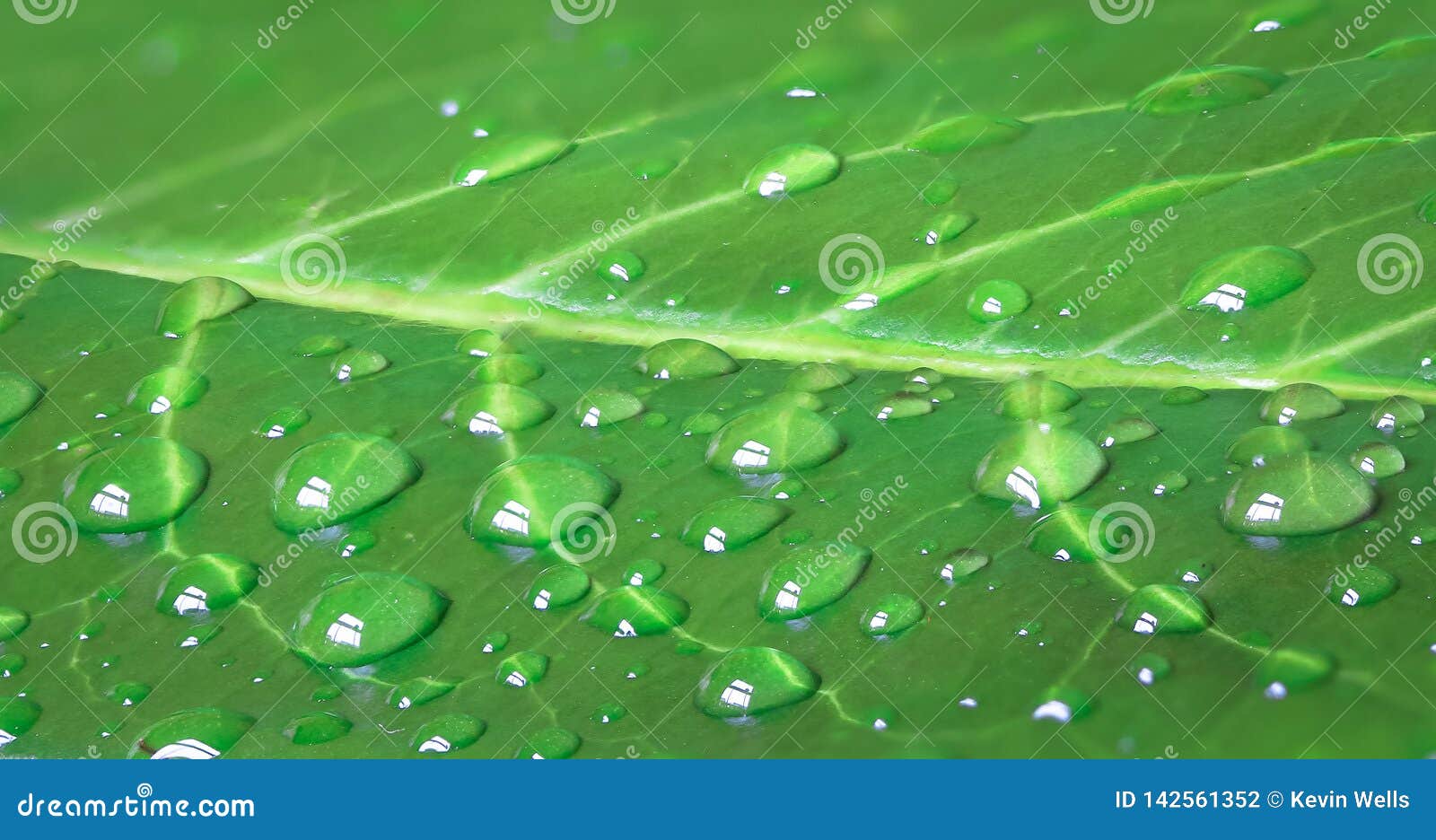 Dew Drops on a Large Green Leaf Stock Photo - Image of drop, plant ...