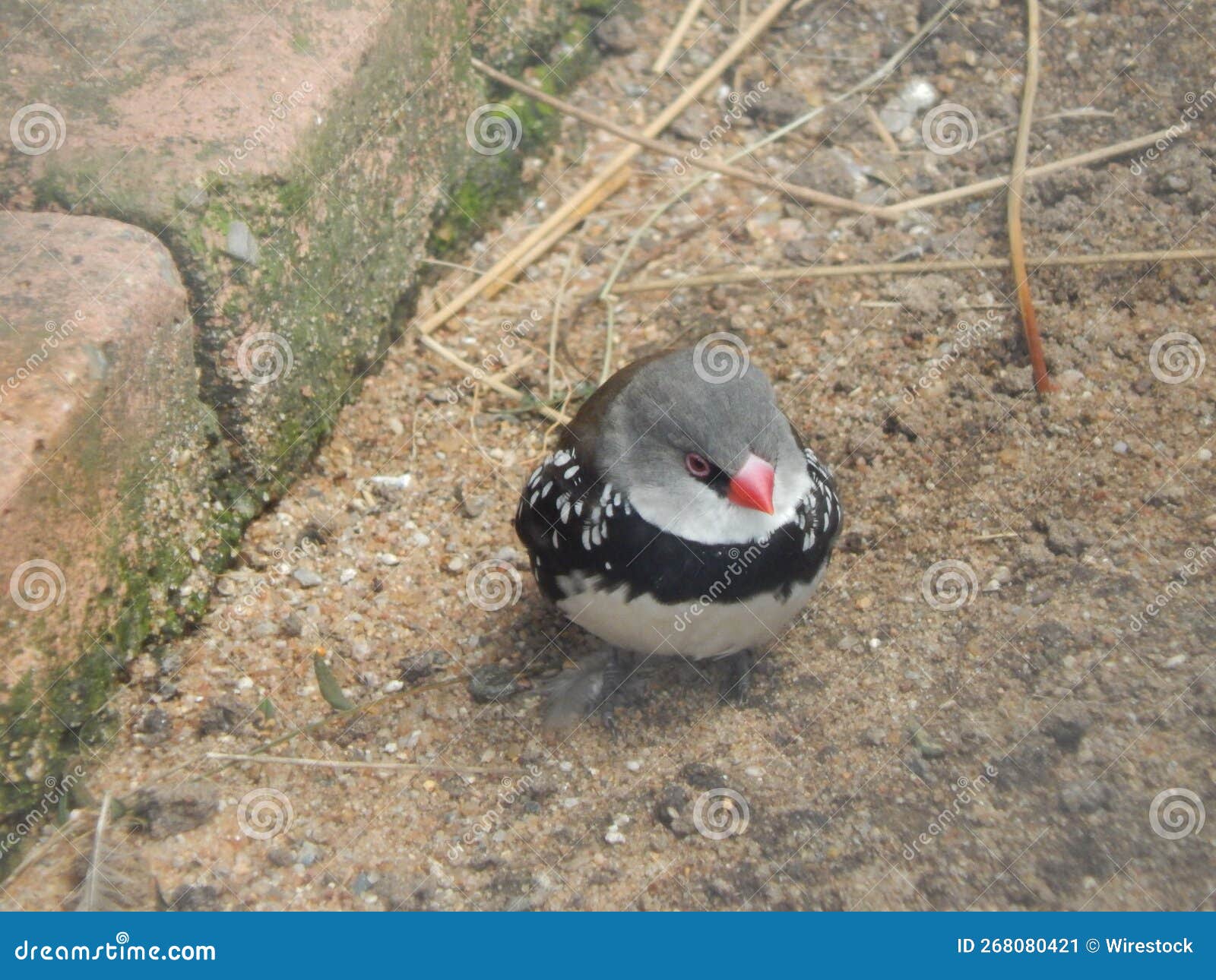 Closeup of a Diamond Firetail Bird on a Ground Stock Image - Image of ...