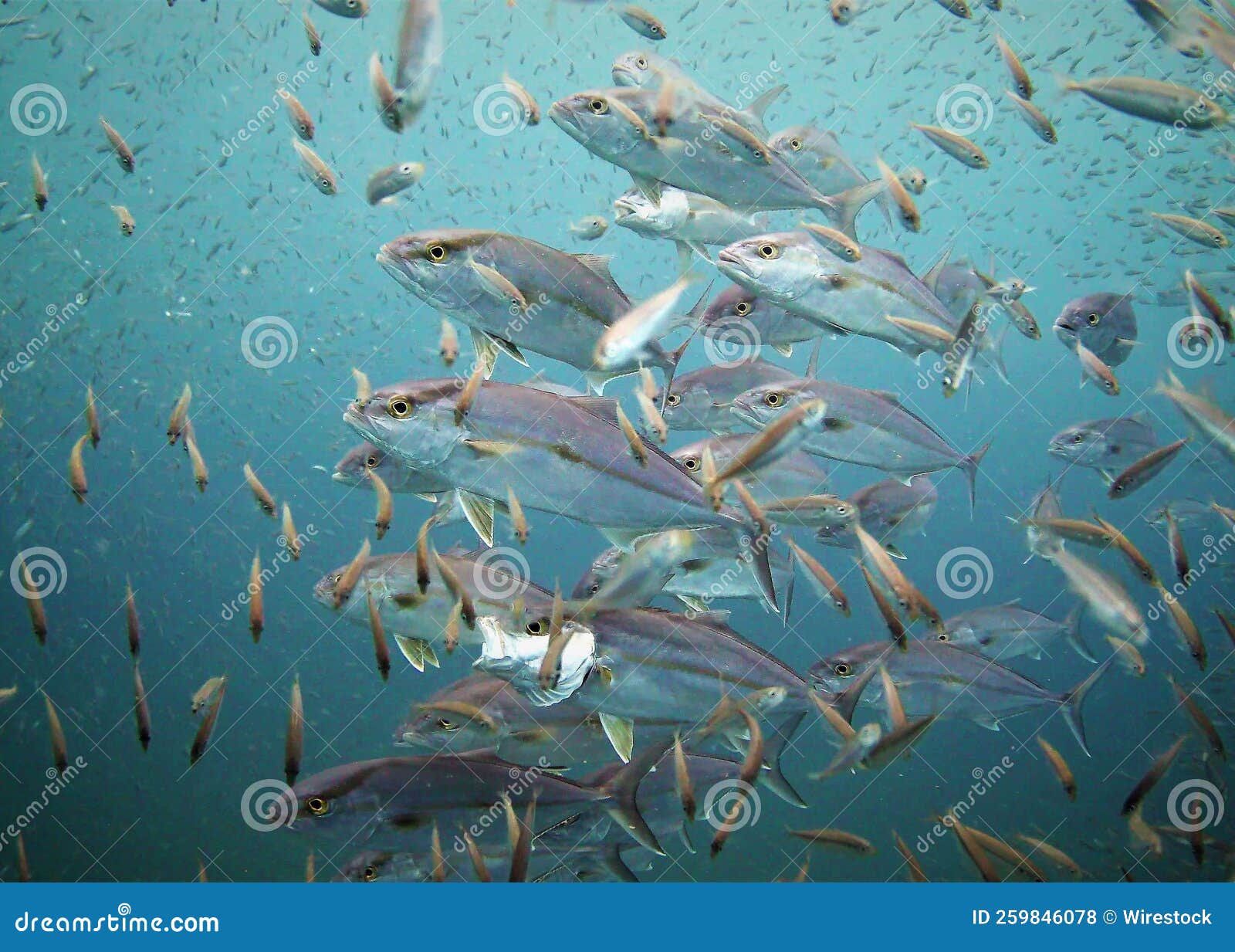 Closeup of Different Sized Fish Swimming Underwater Stock Photo - Image ...
