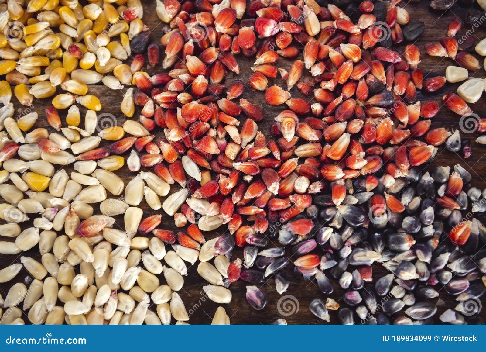 Closeup of Different Types of Corn Kernels on a Wooden Table Under the ...