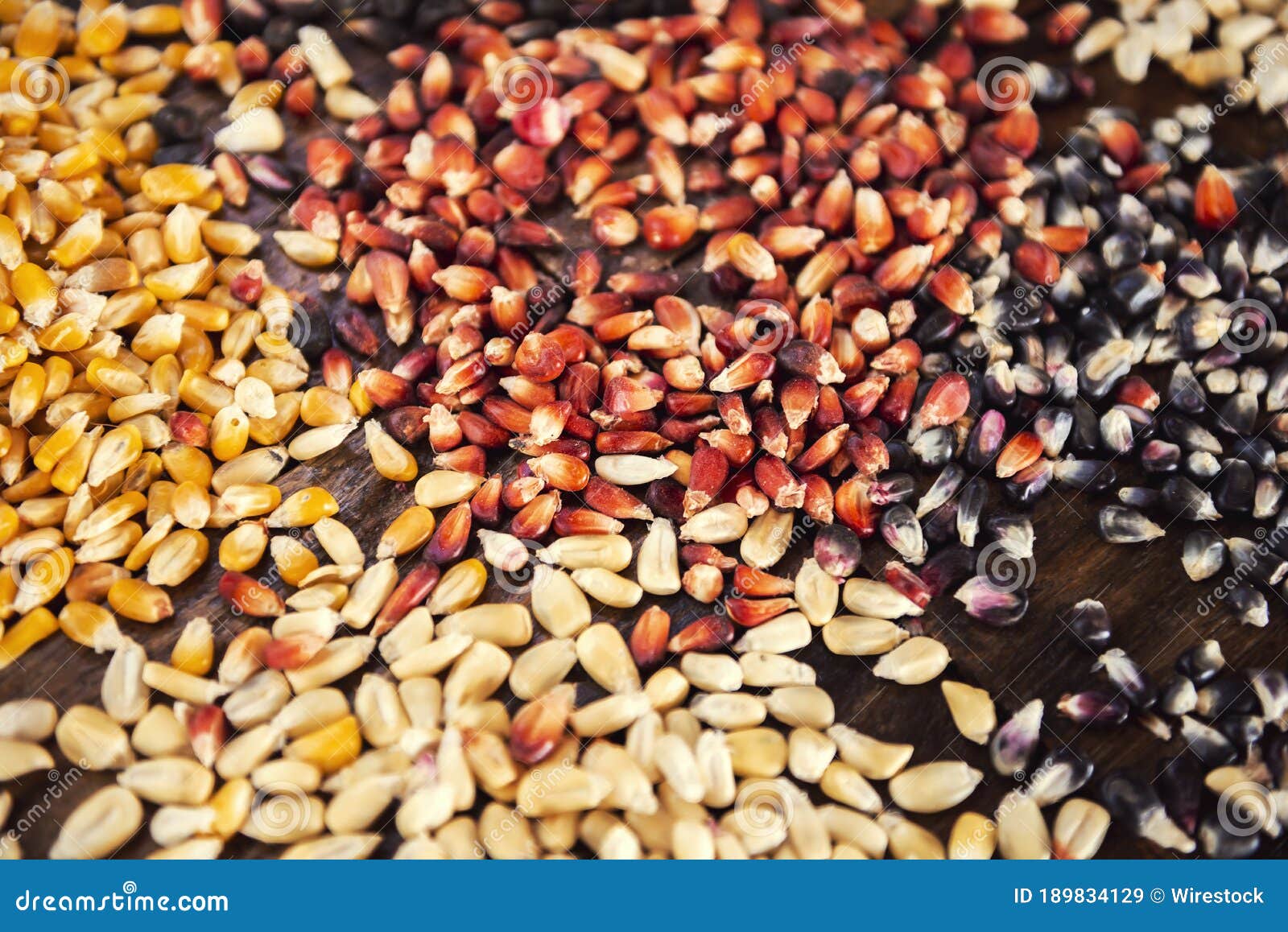 Closeup of Different Types of Corn Kernels on a Wooden Table Under the ...