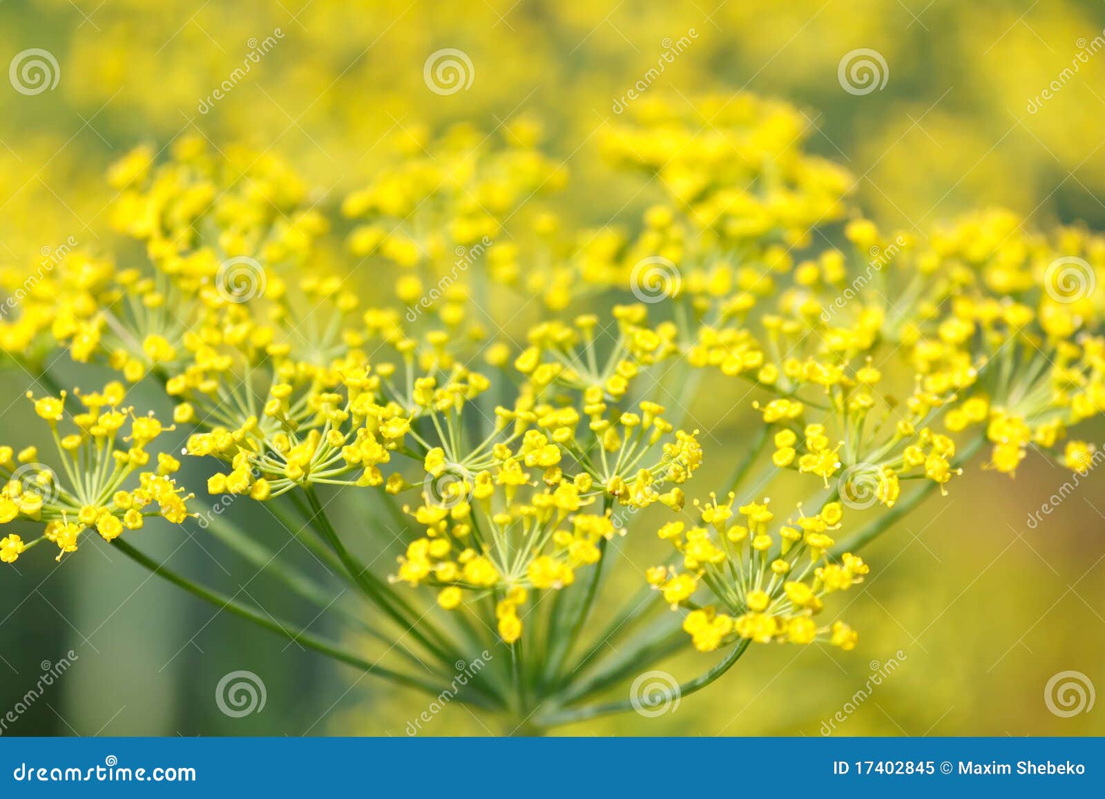 Closeup of dill stock image. Image of backgrounds, abstract - 17402845