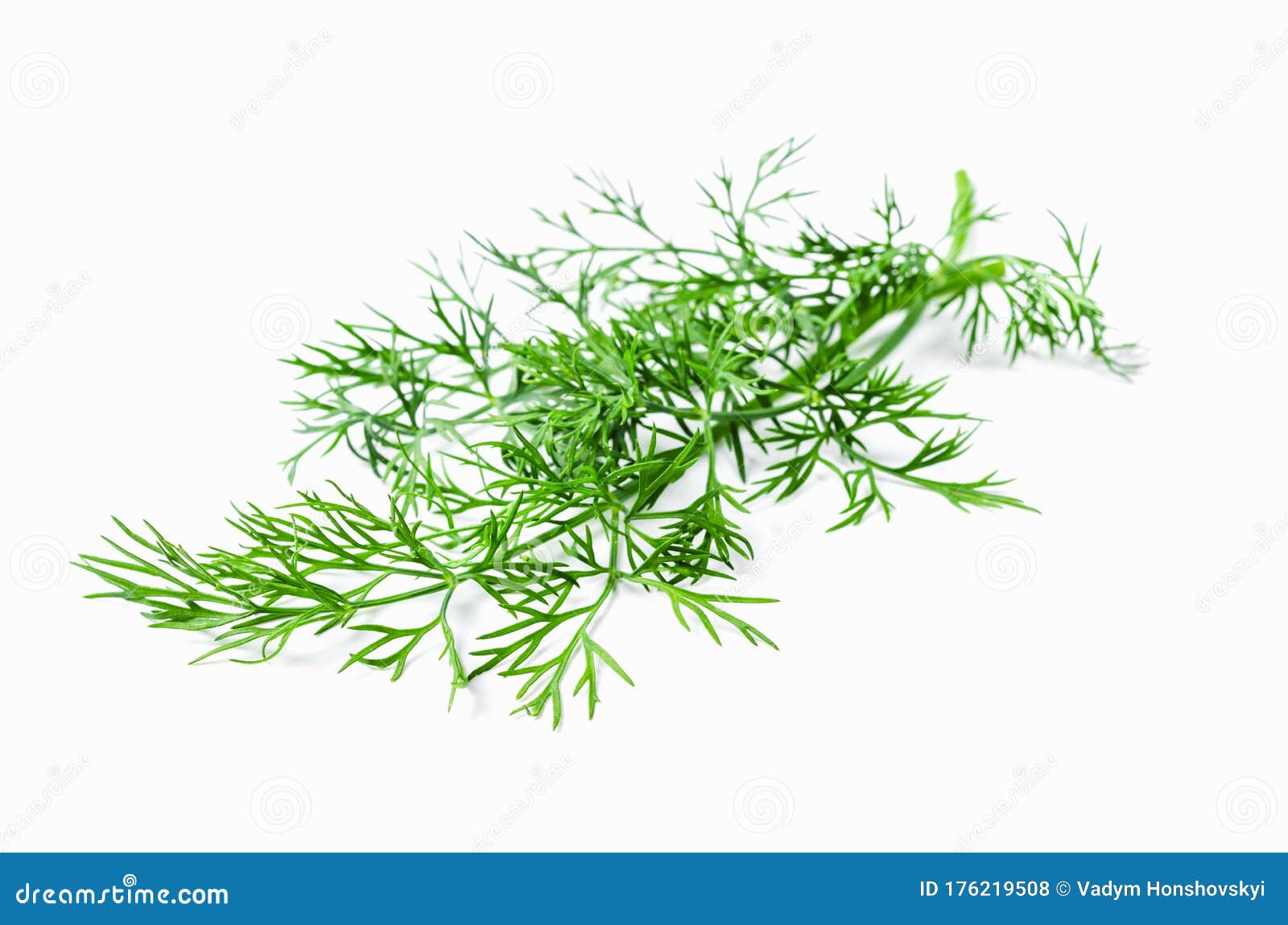 Closeup of Dill on White Background Stock Photo - Image of organic ...