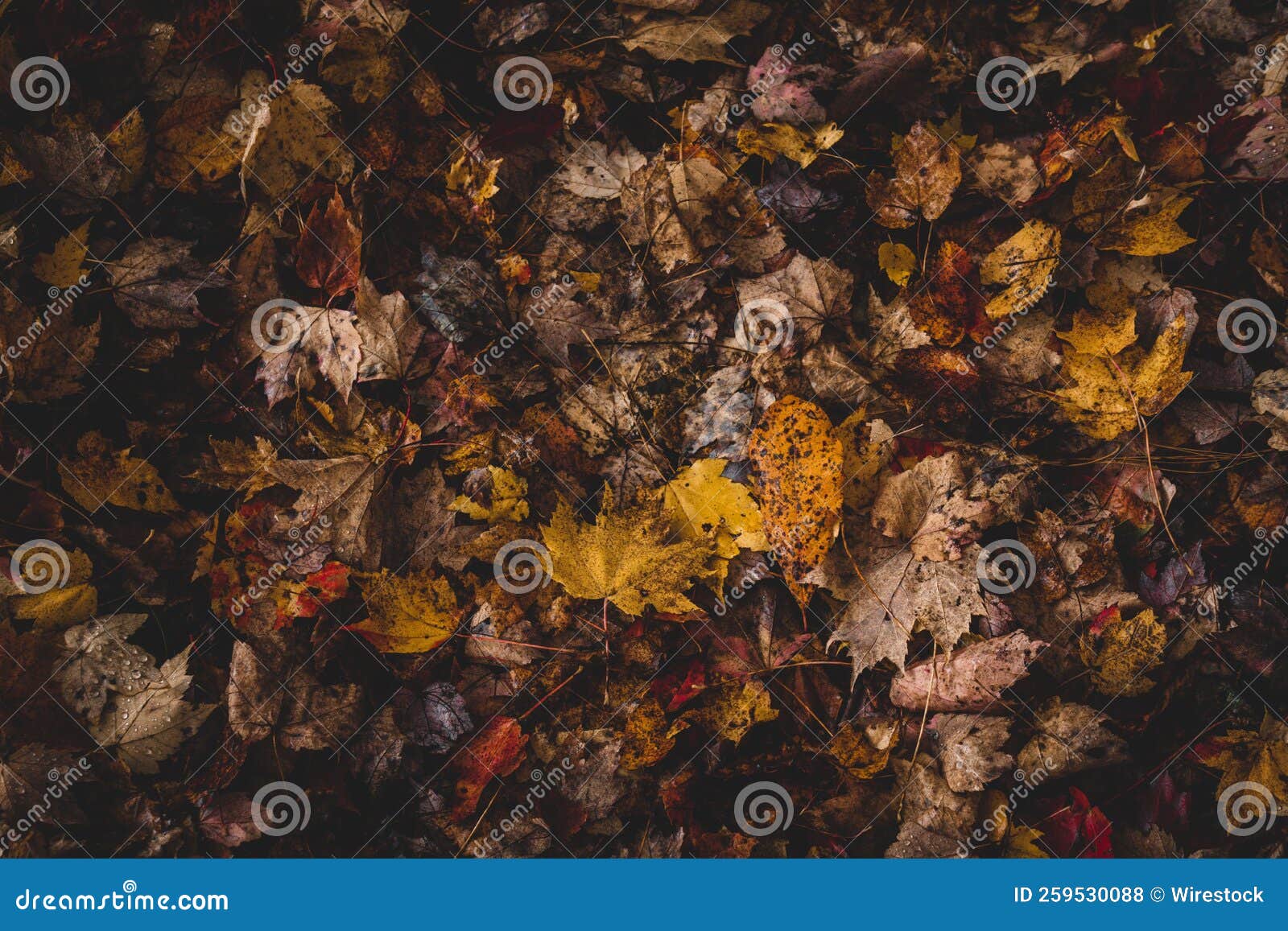 Closeup of the Dirty Wet Fall Foliage Stock Photo - Image of abstract ...