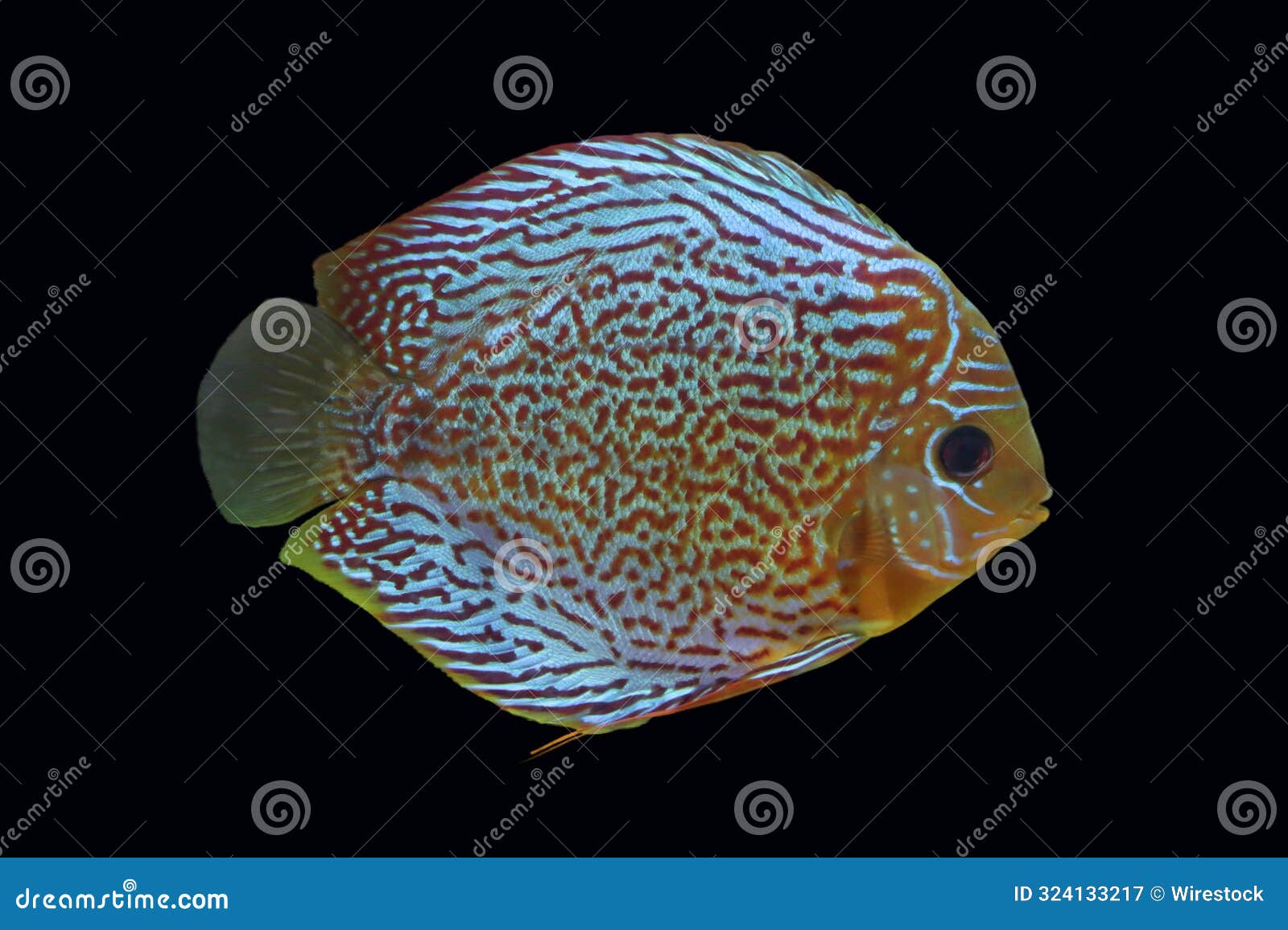 Closeup of a Discus Fish with Intricate Patterns Swimming on a Black ...