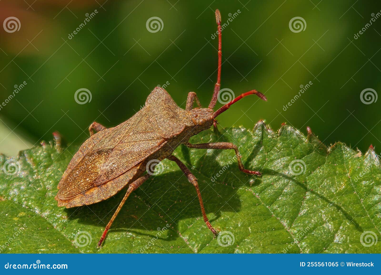 Closeup of a Dock Bug Standing on a Green Leaf Stock Image - Image of ...