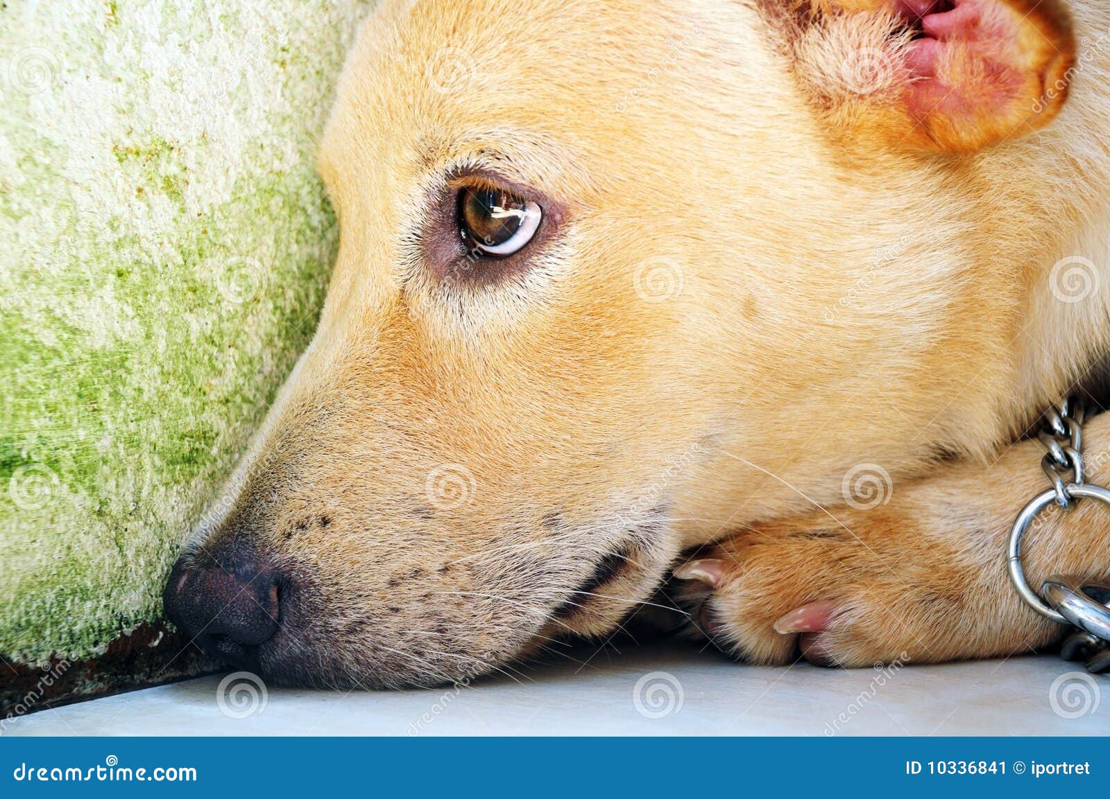 Closeup of a dog stock image. Image of animal, pedigree - 10336841