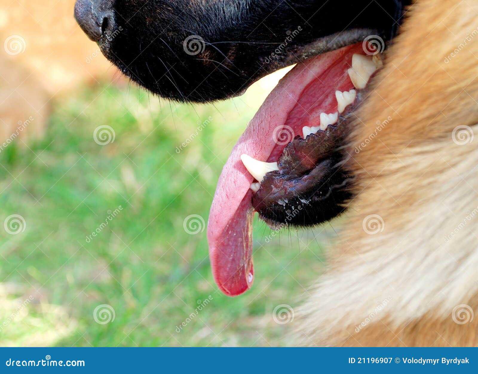 Closeup Dog Face. Angry Dog Stock Image - Image of green, teeth: 21196907