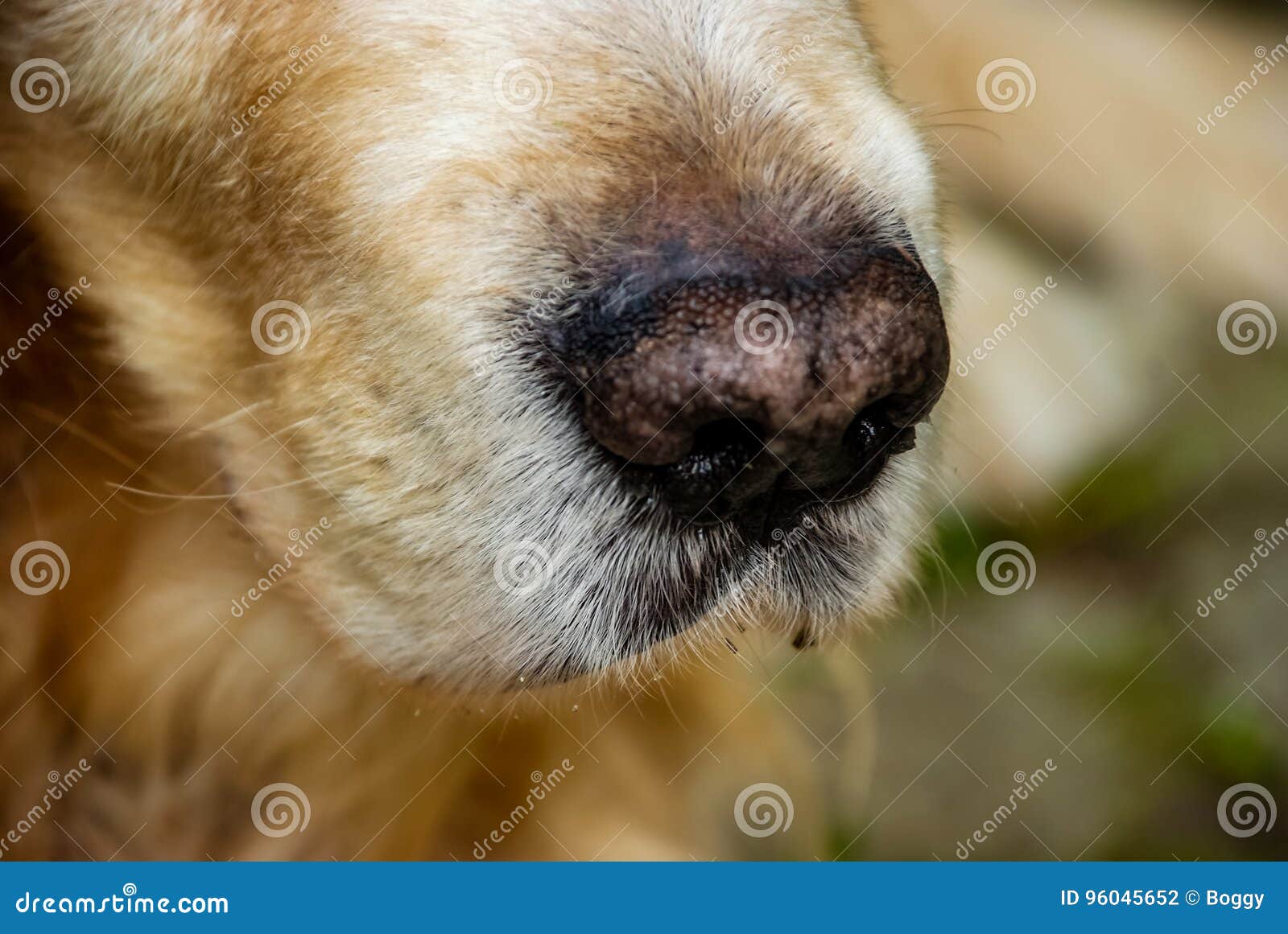 Closeup of the dog nose stock photo. Image of brown, nose - 96045652