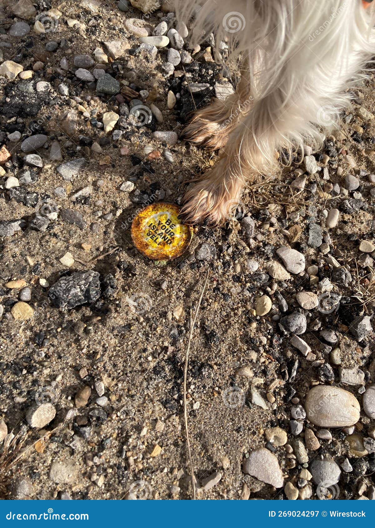 Closeup of Dog Paw on Rocks Stock Image - Image of cute, adorable ...