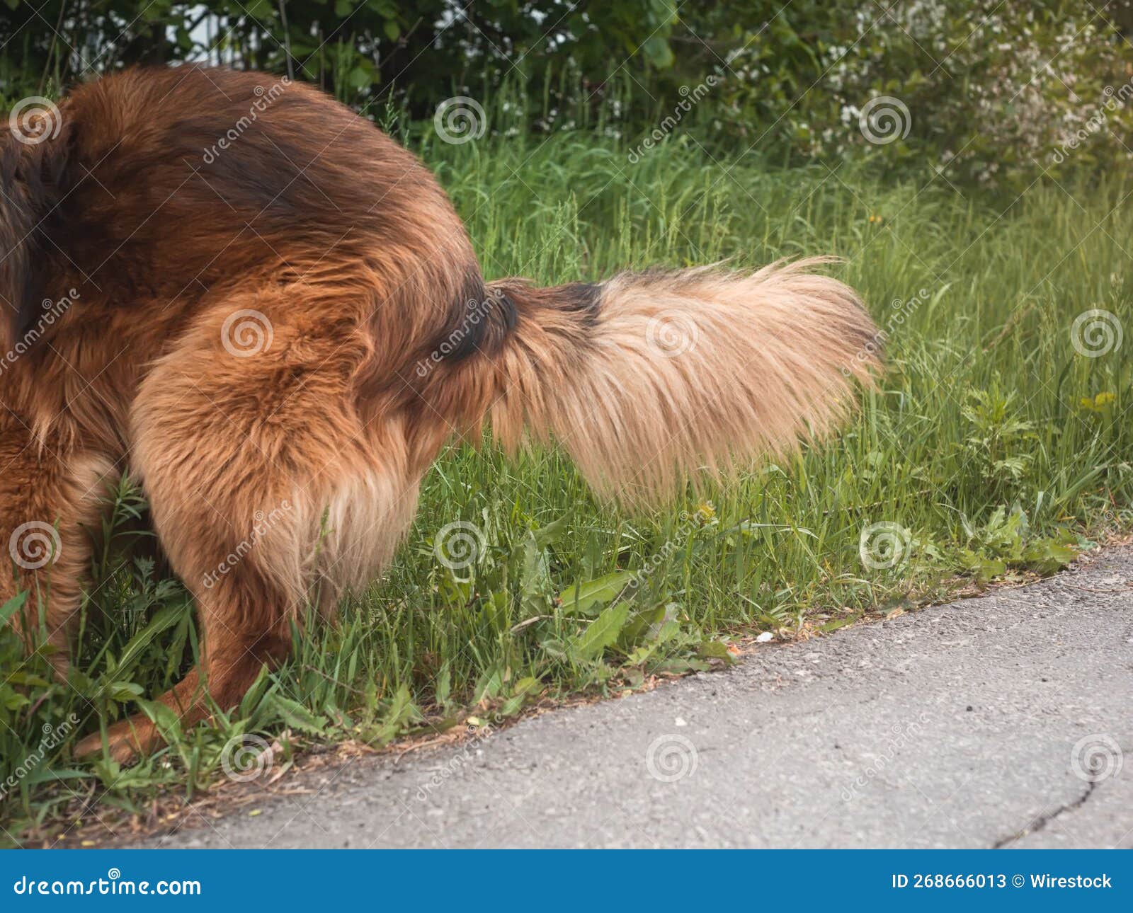 Closeup of a Dog Pooping Outdoors Stock Image - Image of close ...