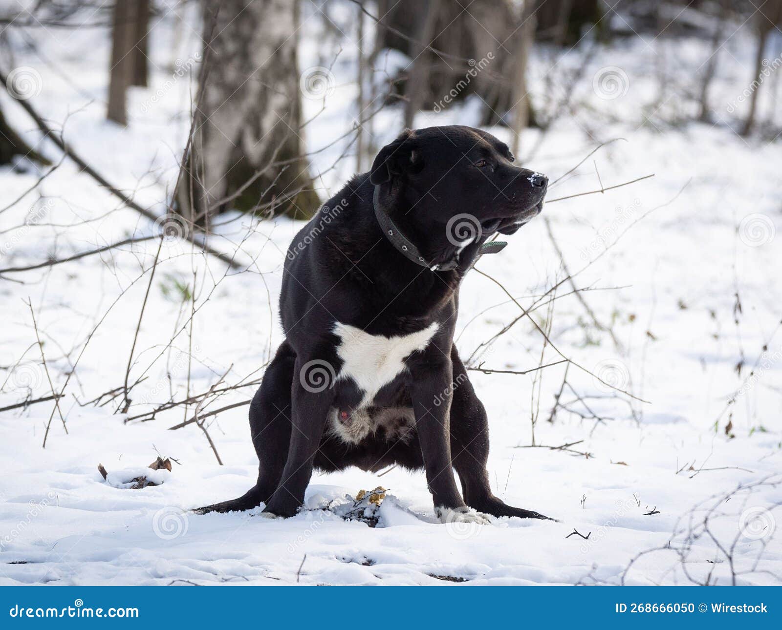 Closeup of a Dog Pooping Outdoors in the Snow Stock Photo - Image of ...