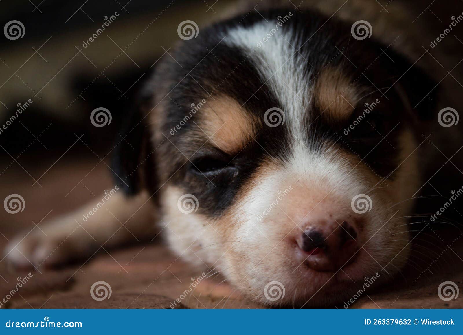 Closeup of dog puppy head stock photo. Image of cute - 263379632