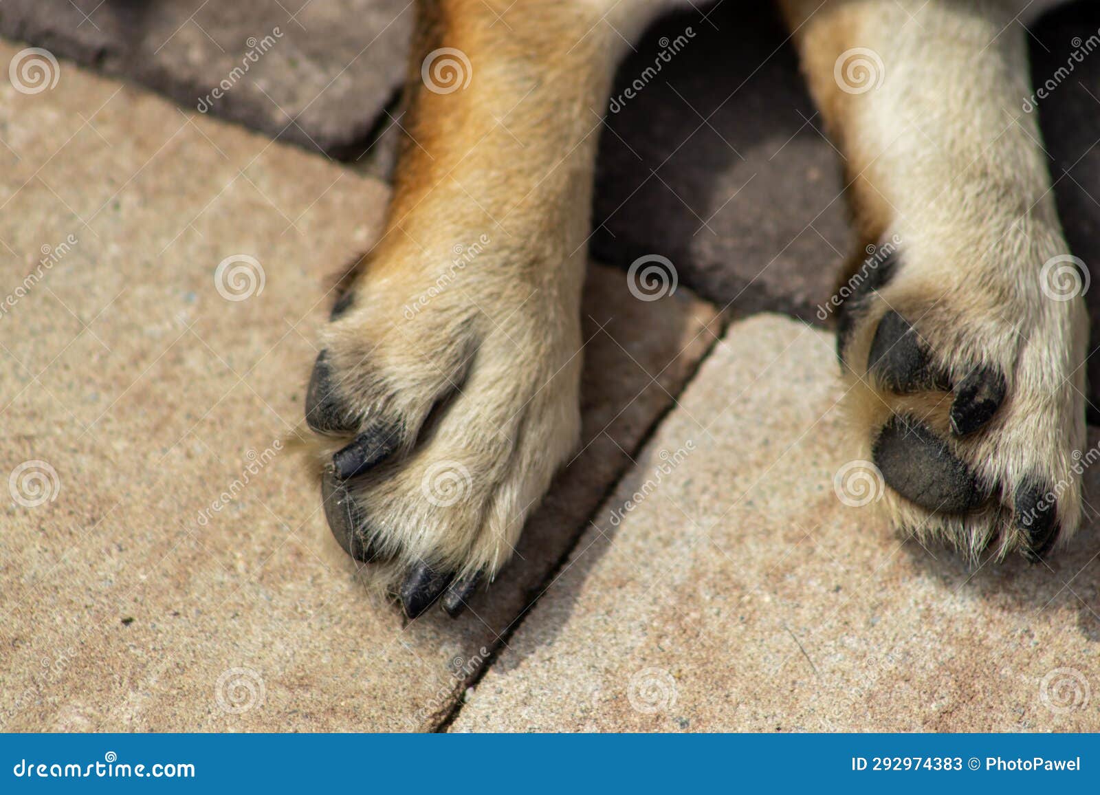 Closeup of a dog s paw stock image. Image of doggy, look - 292974383