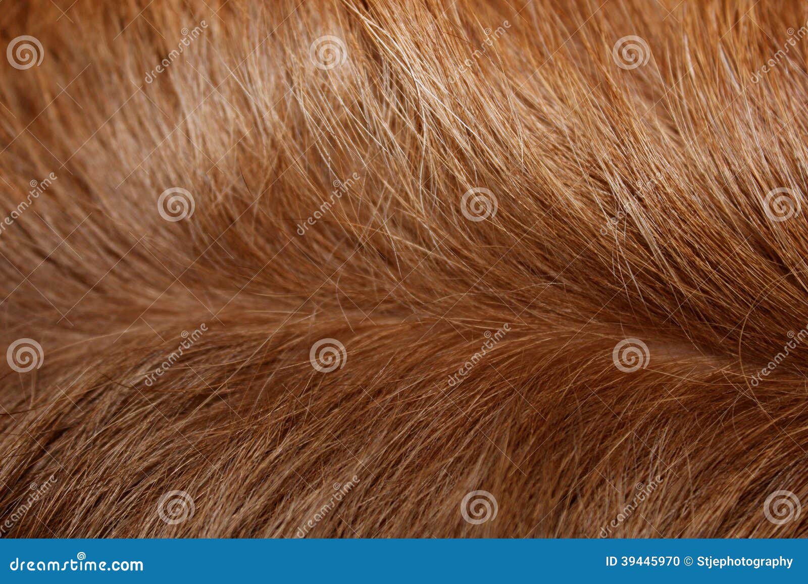 Closeup of a dogs fur stock photo. Image of furs, colorful - 39445970