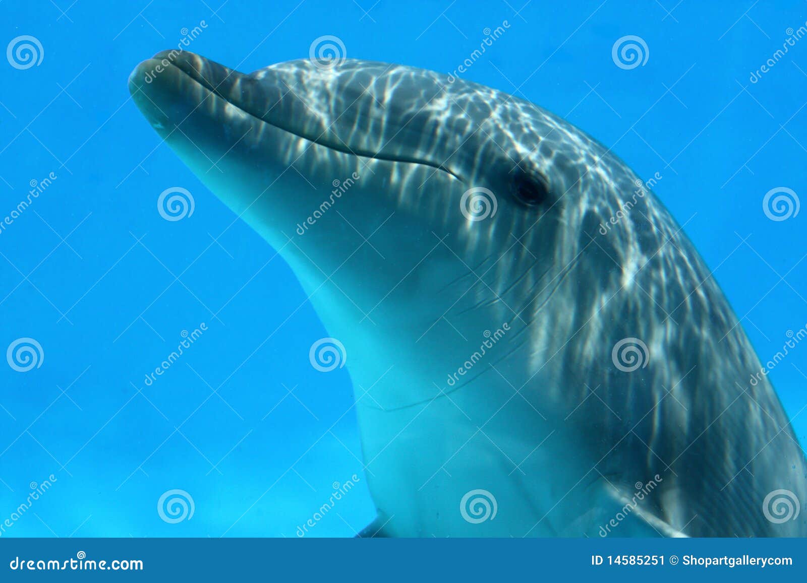 Closeup of Dolphin Playing stock image. Image of dive - 14585251