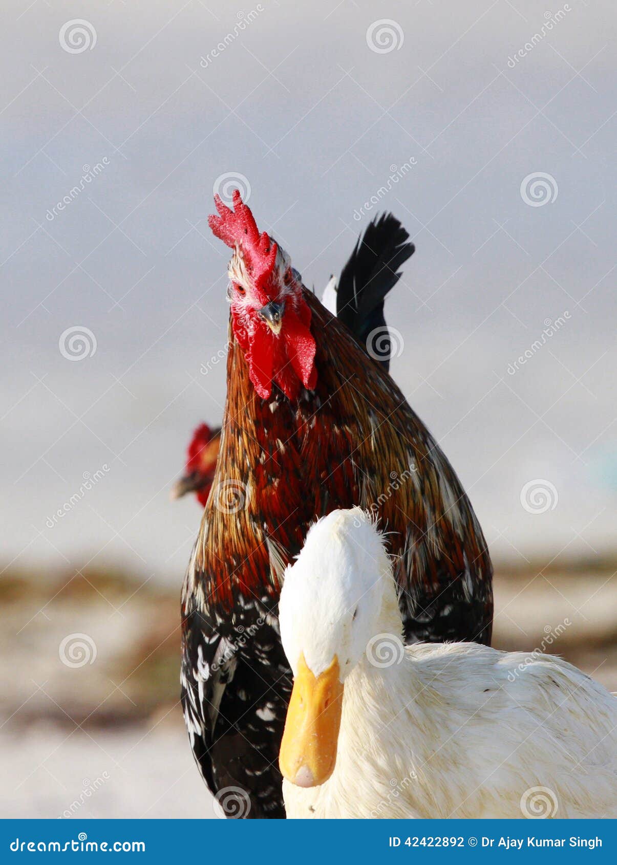 Closeup of a Domestic Duck and a Rooster Stock Photo - Image of comb ...