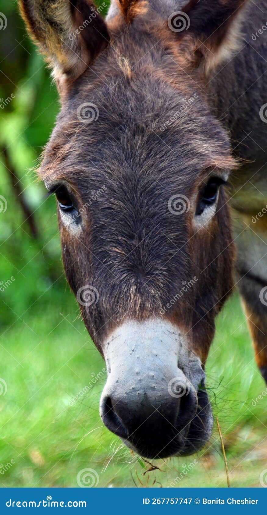 Closeup of donkey head stock image. Image of brown, white - 267757747
