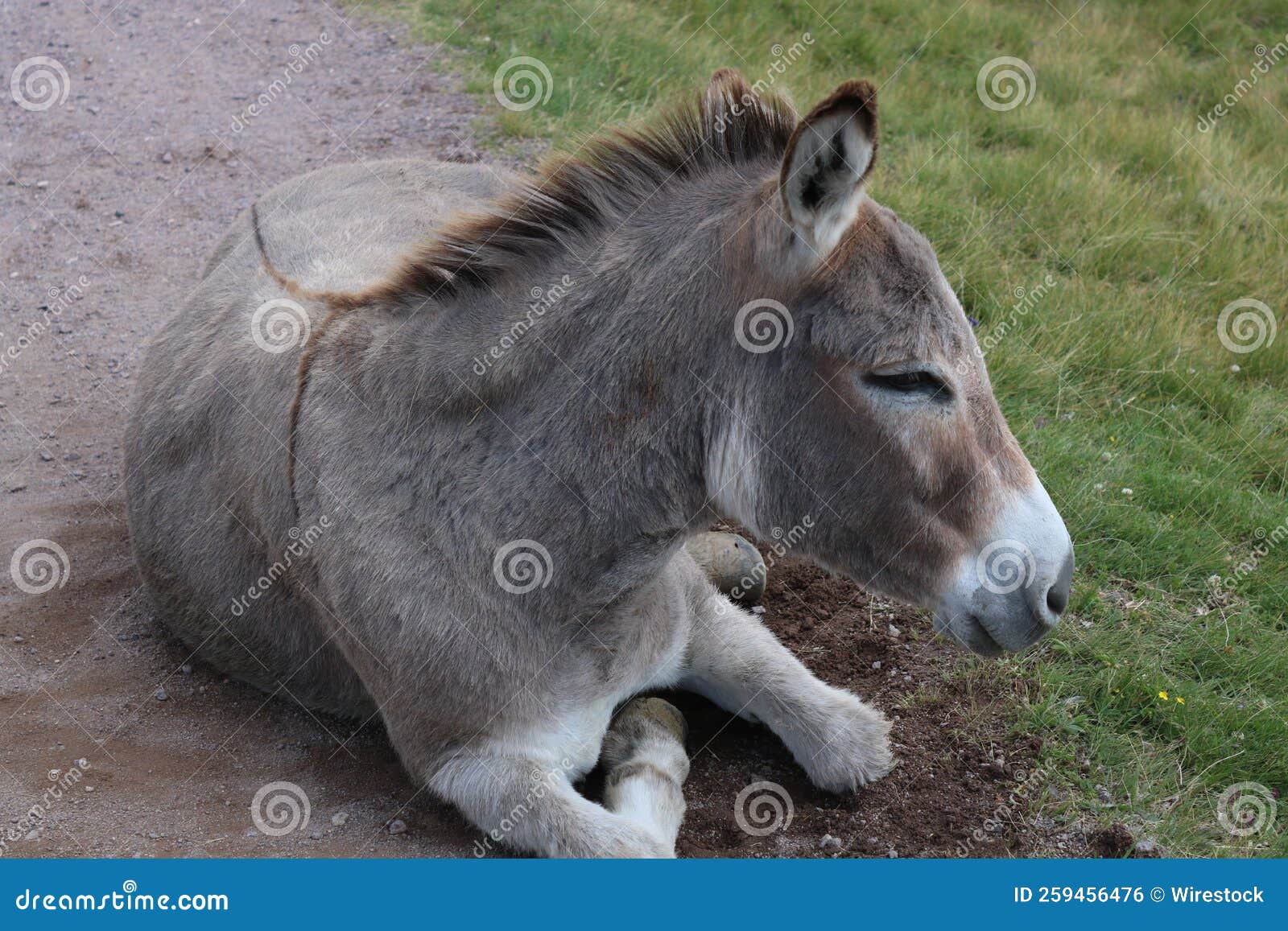 Closeup of a Donkey Resting on the Ground. Stock Photo - Image of ...
