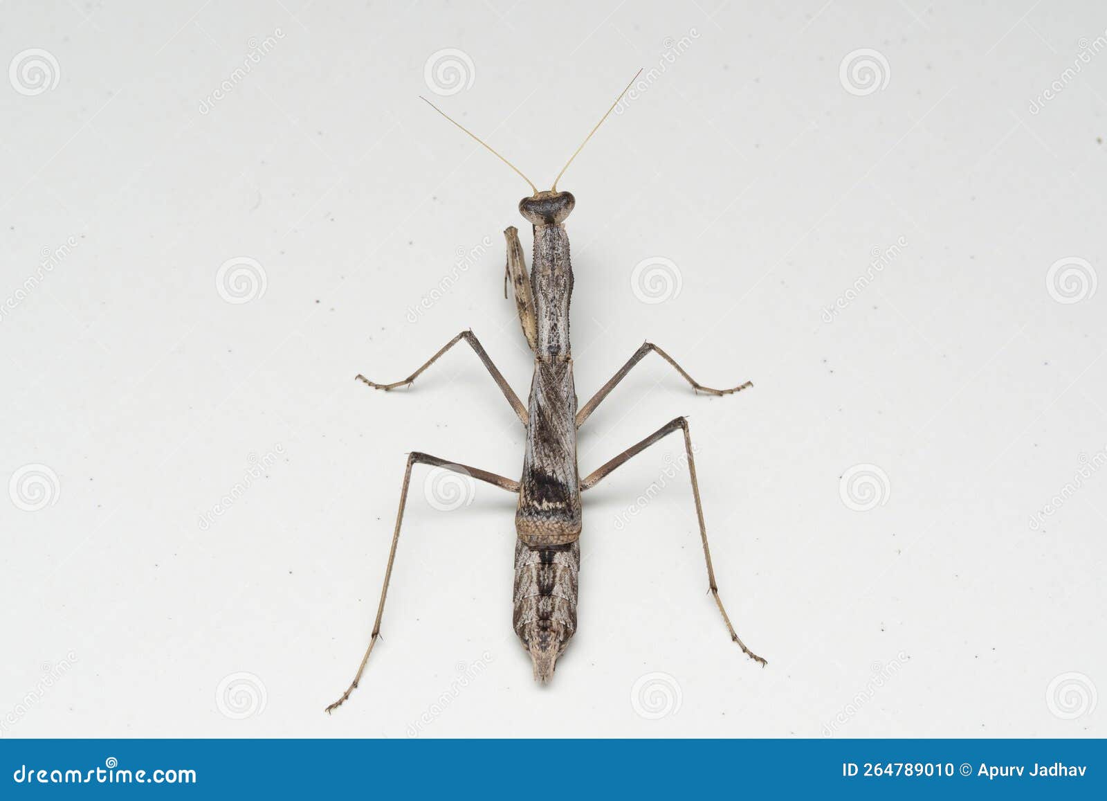 Body Pattern of Ground and Bark Mantis Stock Photo - Image of ...