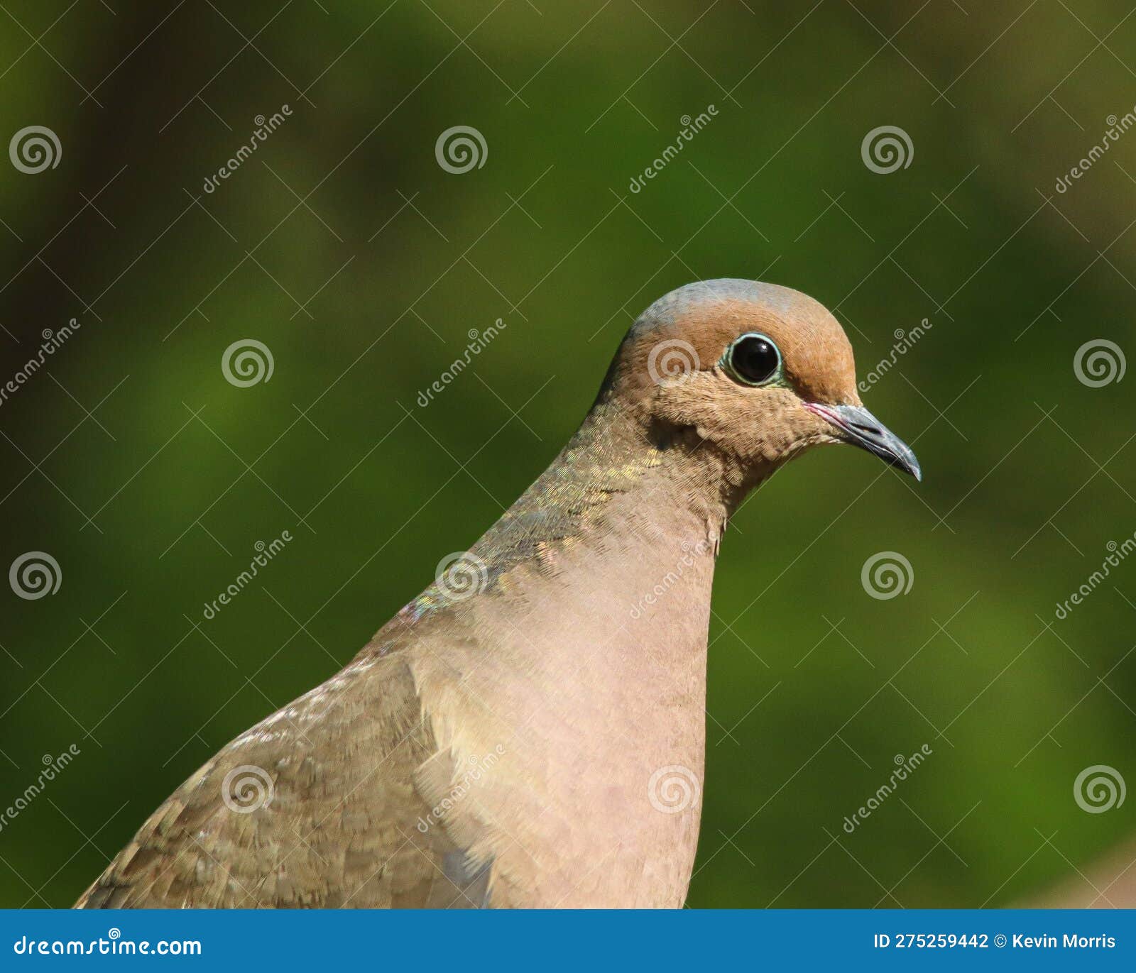A Closeup of a Dove Standing Still Stock Photo - Image of white ...