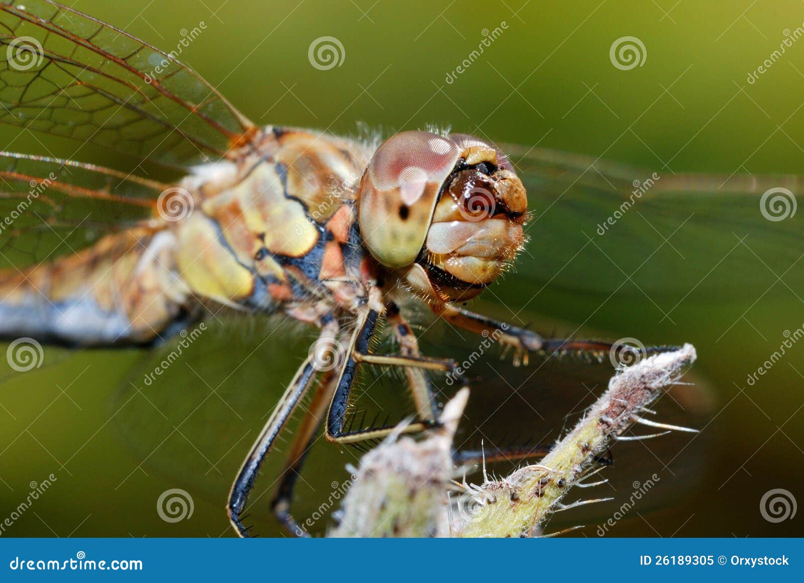 Closeup of a dragonfly stock image. Image of closeup - 26189305