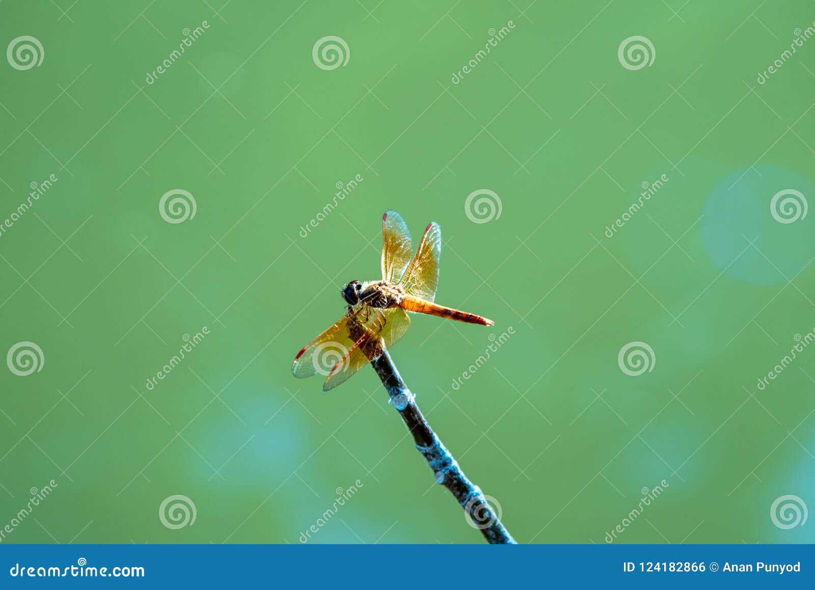Closeup Dragonfly Insect on the Branches Above the Surface. Stock Photo ...