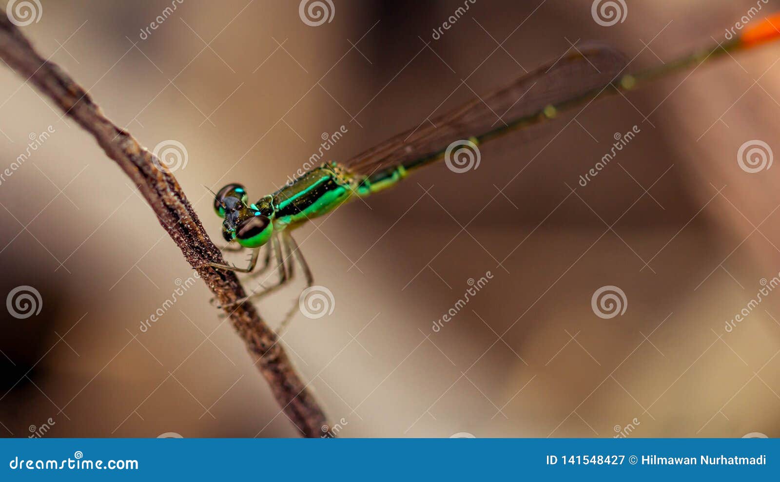 Closeup of a Dragonfly Perching on the Grass Stock Image - Image of ...