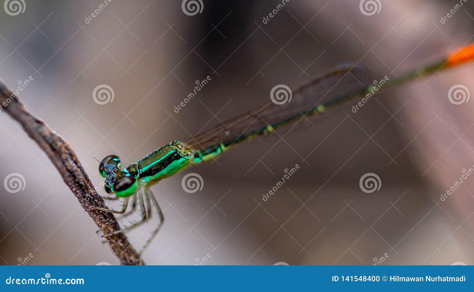 Closeup of a Dragonfly Perching on the Grass. Stock Photo - Image of ...