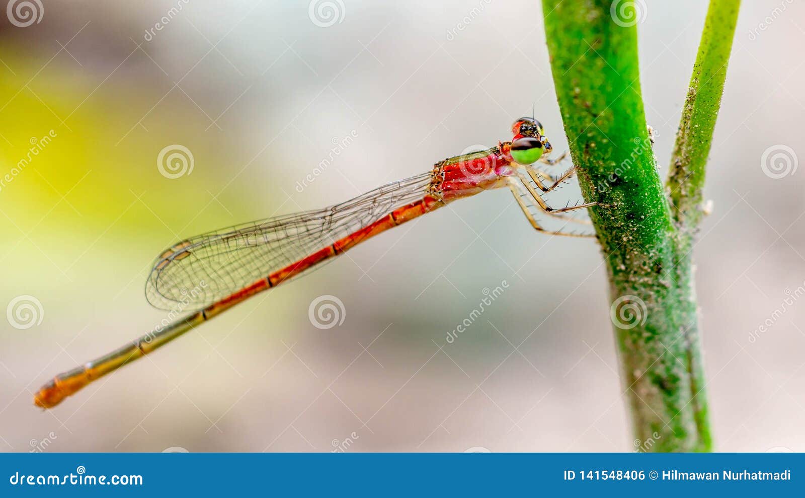 Closeup of a Dragonfly Perching on the Grass. Stock Photo - Image of ...