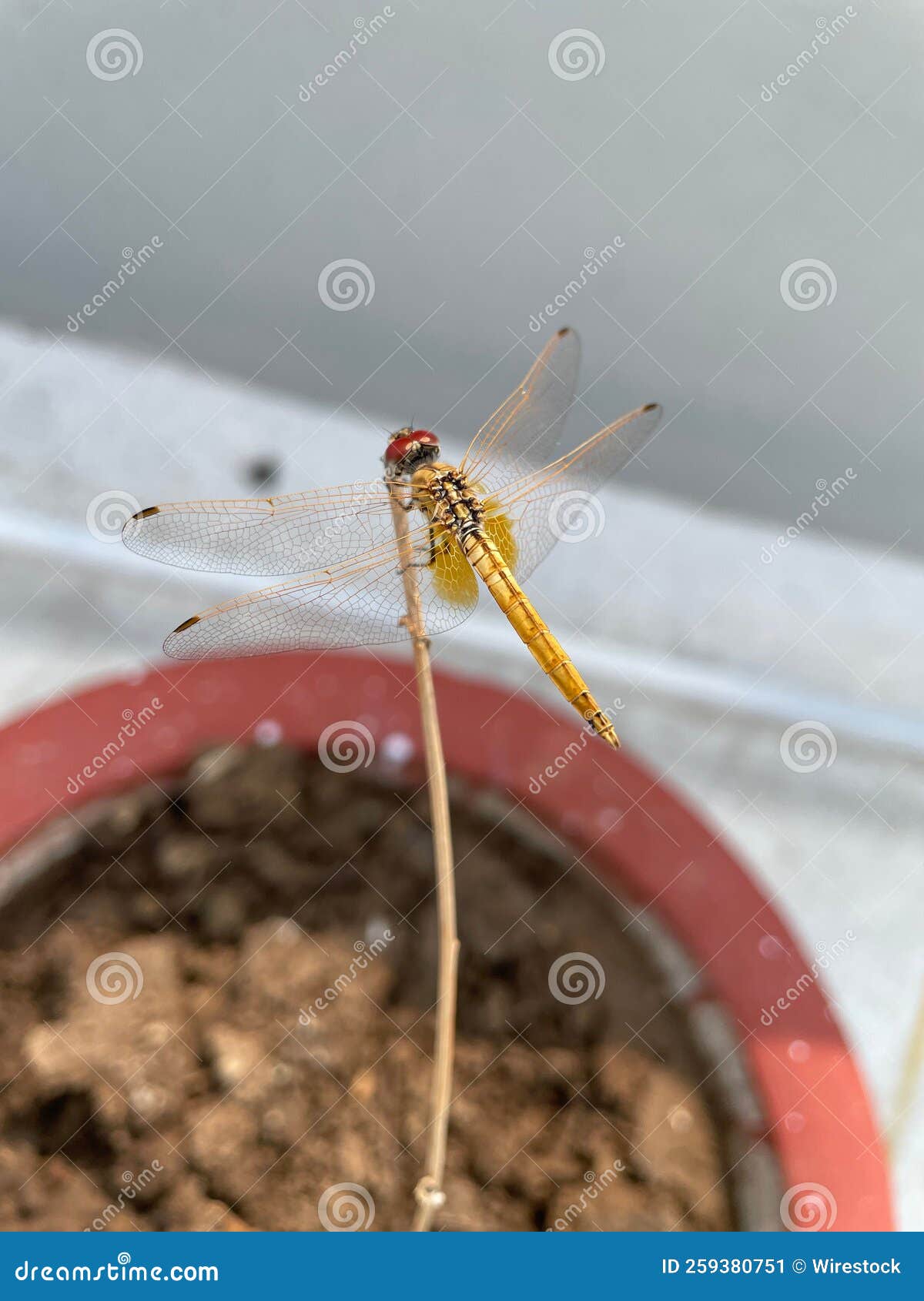 Closeup of Dragonfly Perching on Plant Stem Stock Image - Image of ...