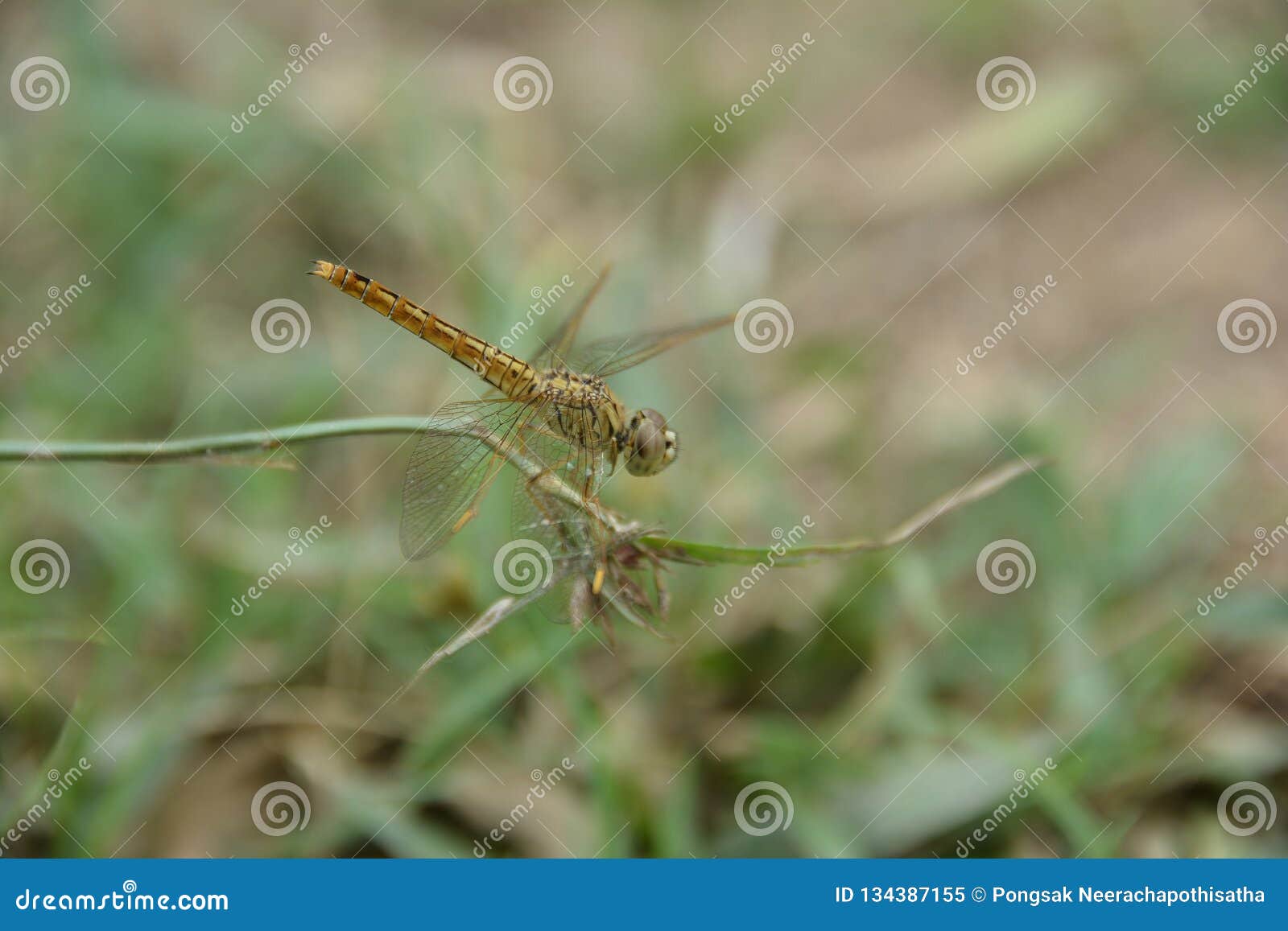 Closeup Dragonfly Rest on the Grass Branch in the Nature Stock Image ...