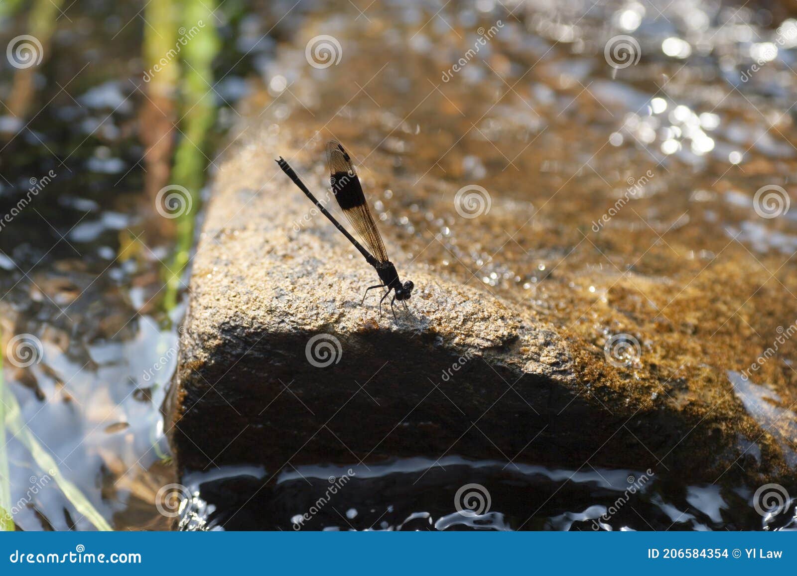 A Closeup of a Dragonfly, Scientific Name is Anisoptera Stock Photo ...