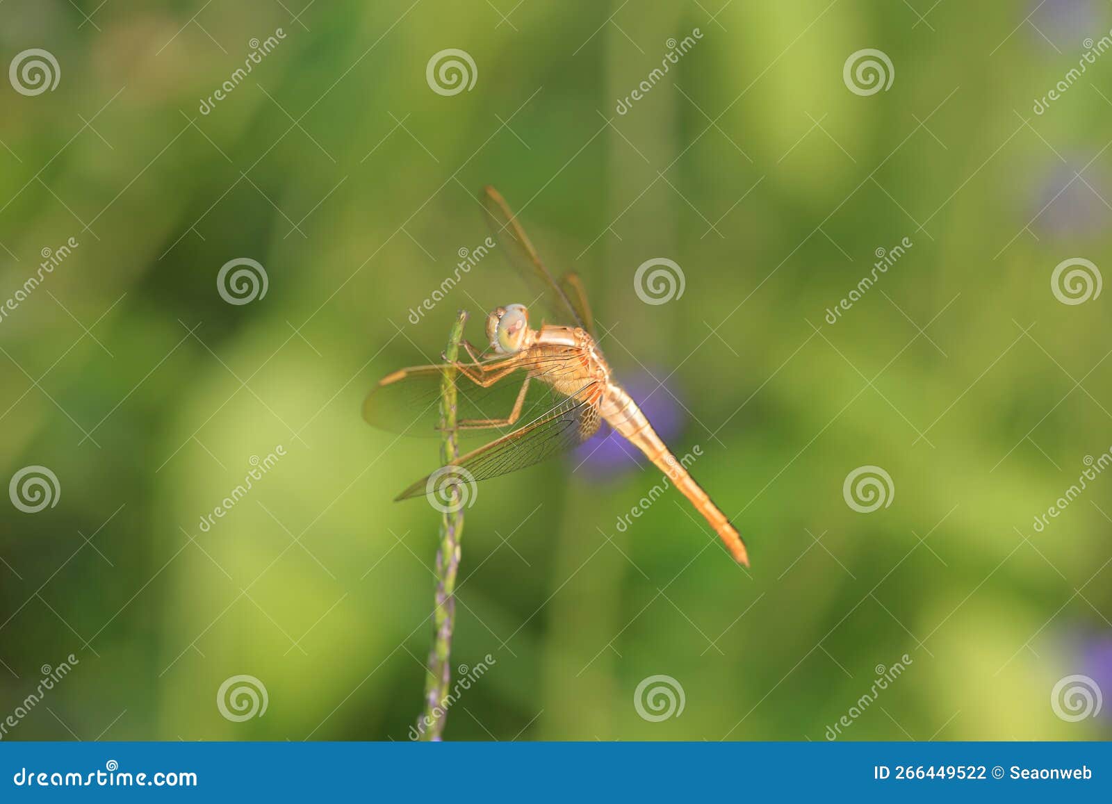 A Closeup of a Dragonfly, Scientific Name is Anisoptera Stock Photo ...