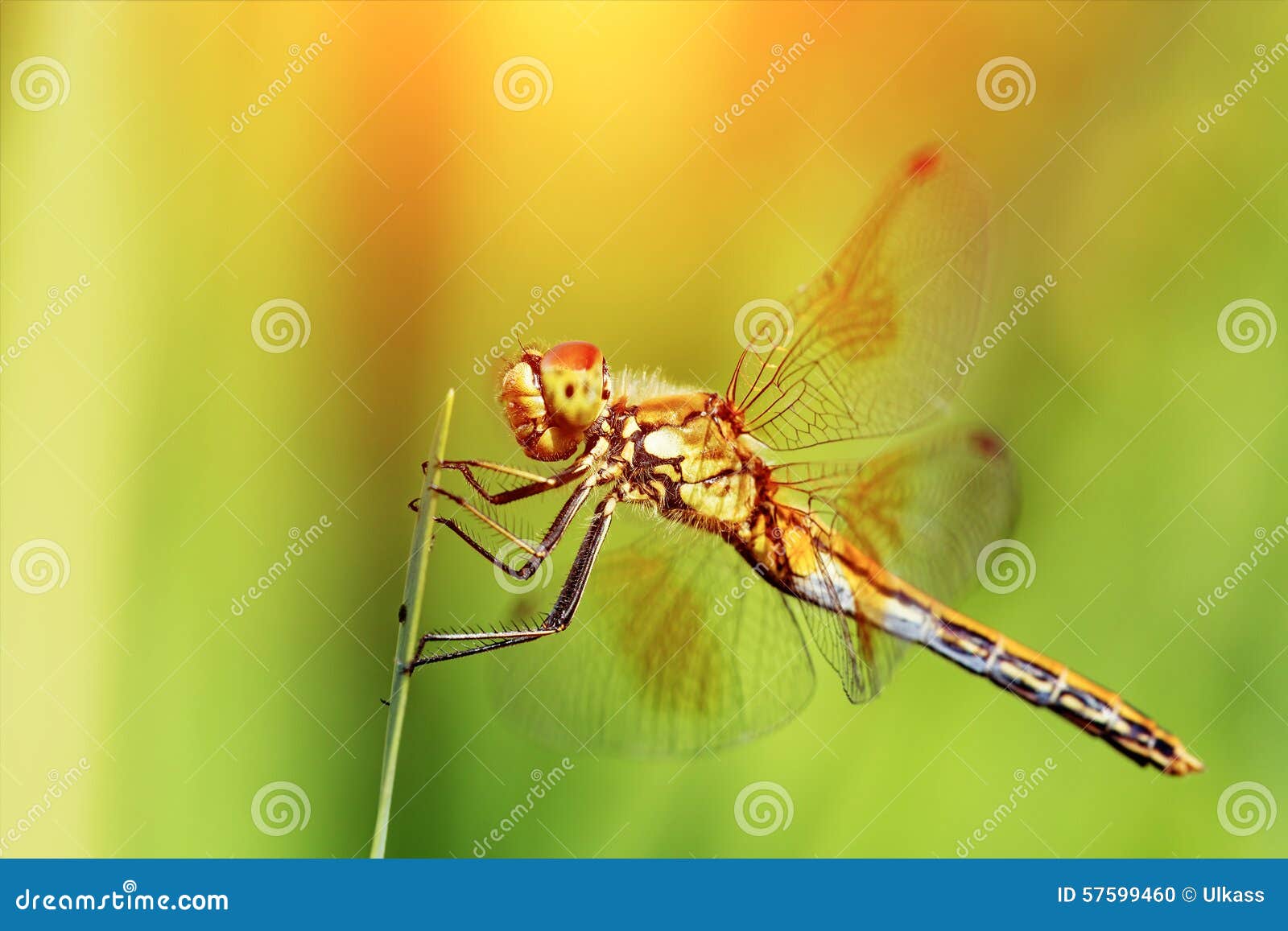 Closeup of a Dragonfly Seated on a Leaves. Stock Photo - Image of ...