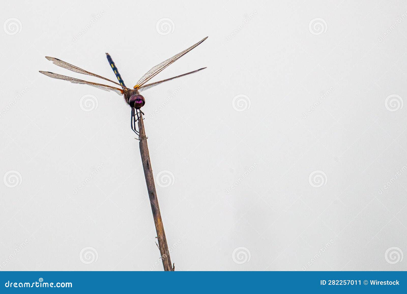 Closeup of a Dragonfly Standing on a Branch Mid-flight with Its Wings ...