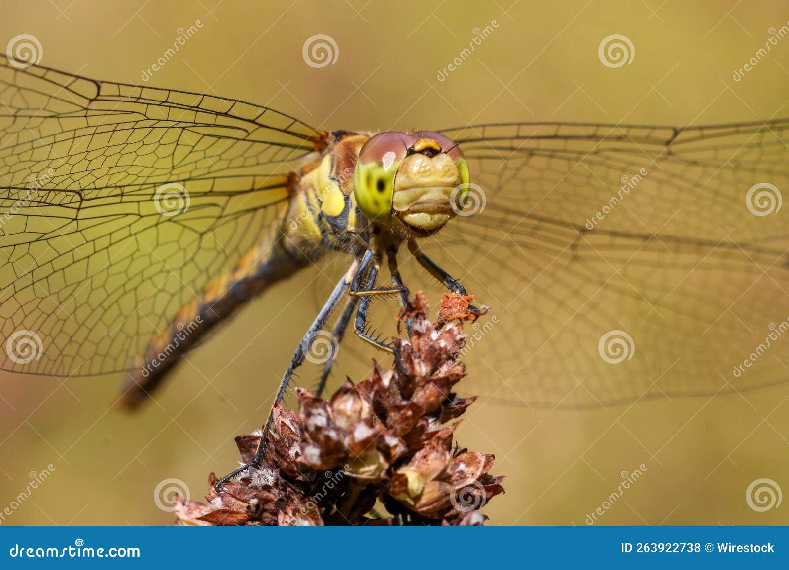 Closeup of a Dragonfly on a Wildflower in a Field Under the Sunlight ...